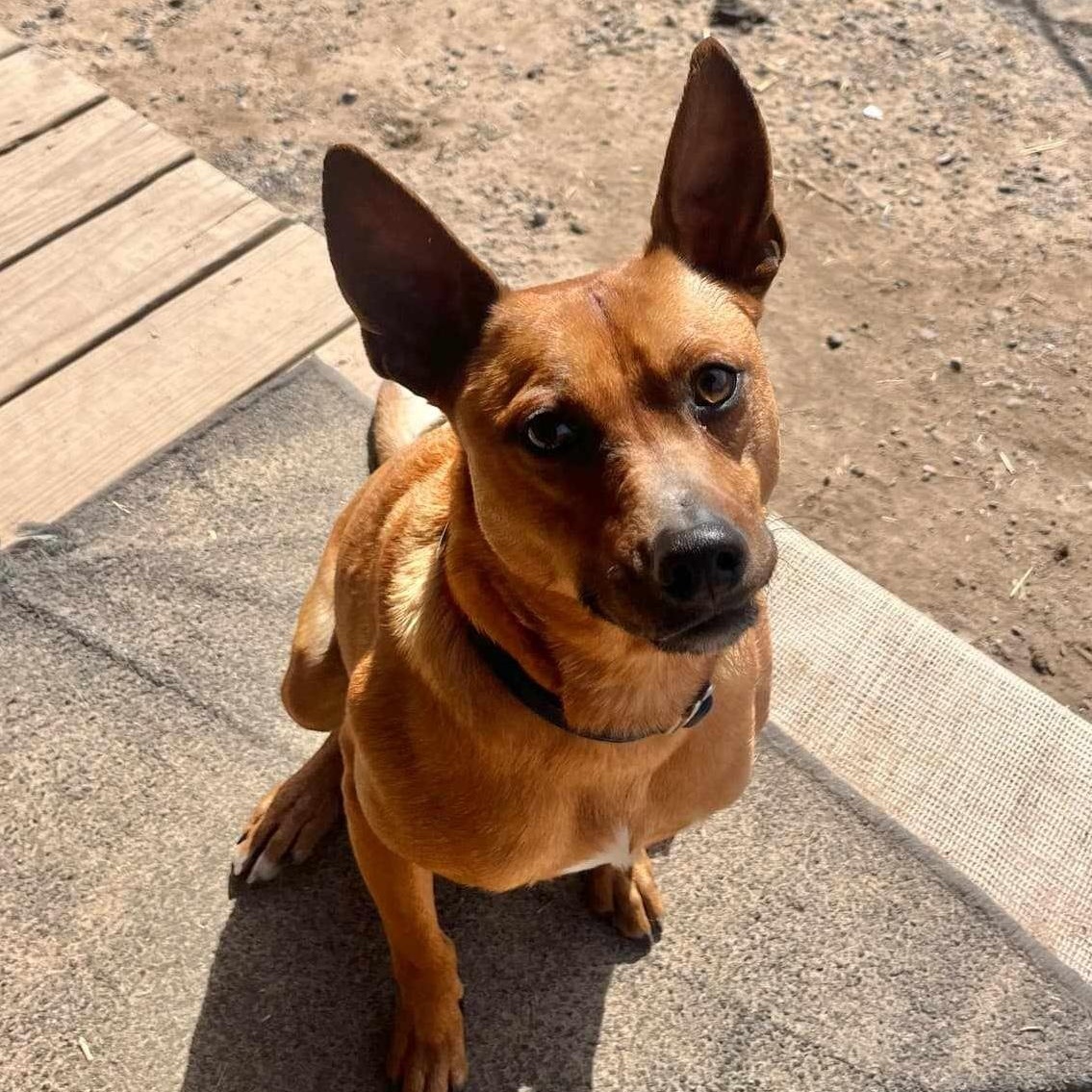 Dog for adoption - Moses, a Feist Mix in Hopkinton, MA | Petfinder