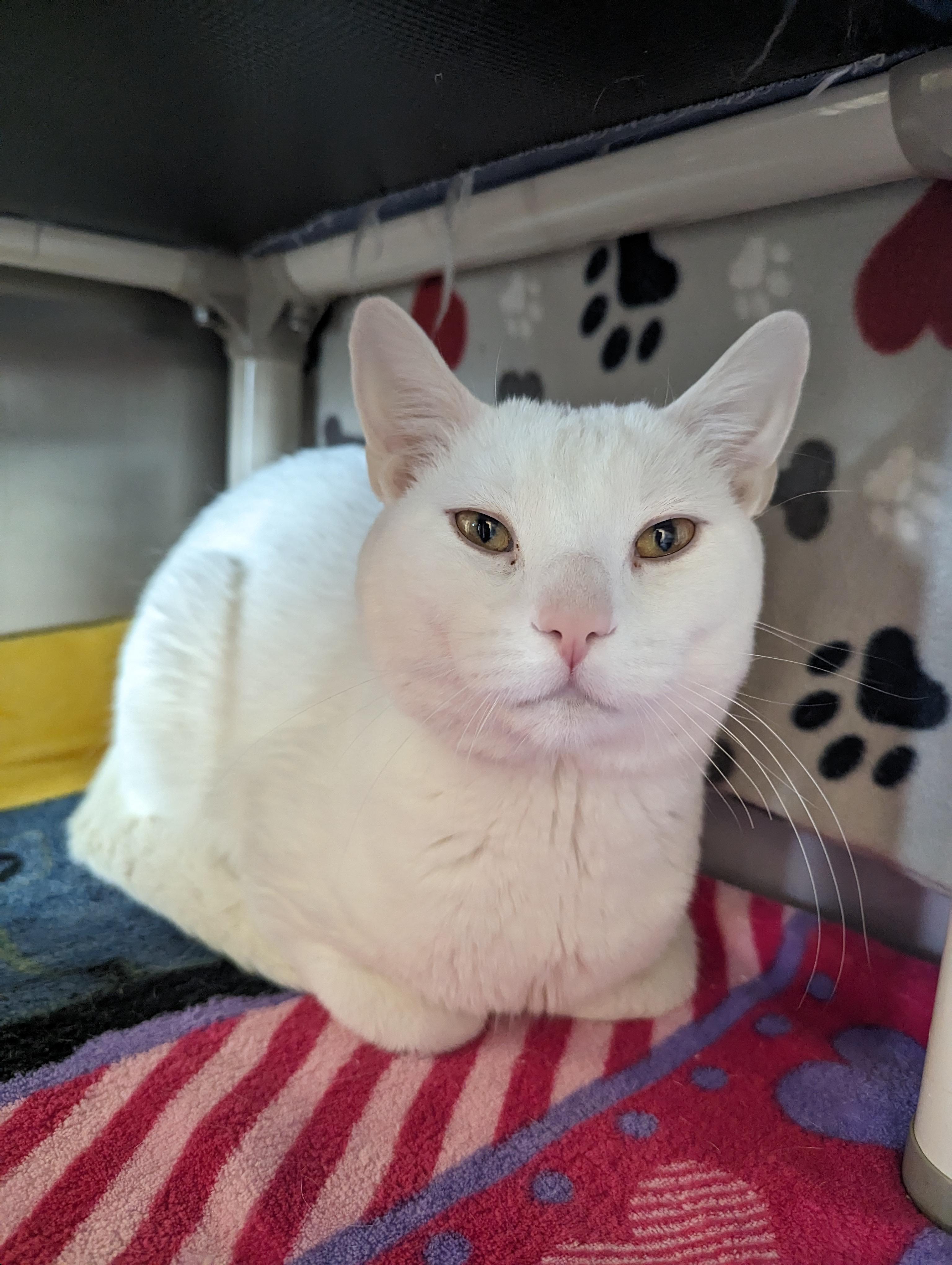 Cat for adoption - Ice Bino, a Domestic Short Hair in Onalaska, WI ...