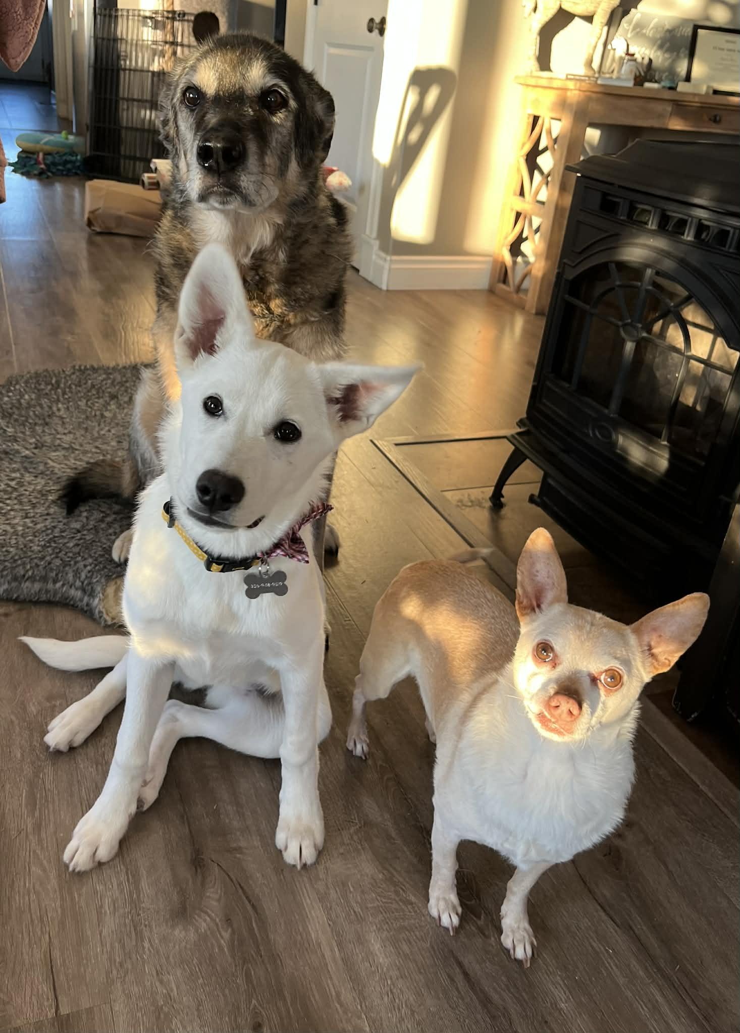Peanut/Boo - Adoptable Pet | Petfinder | Petfinder