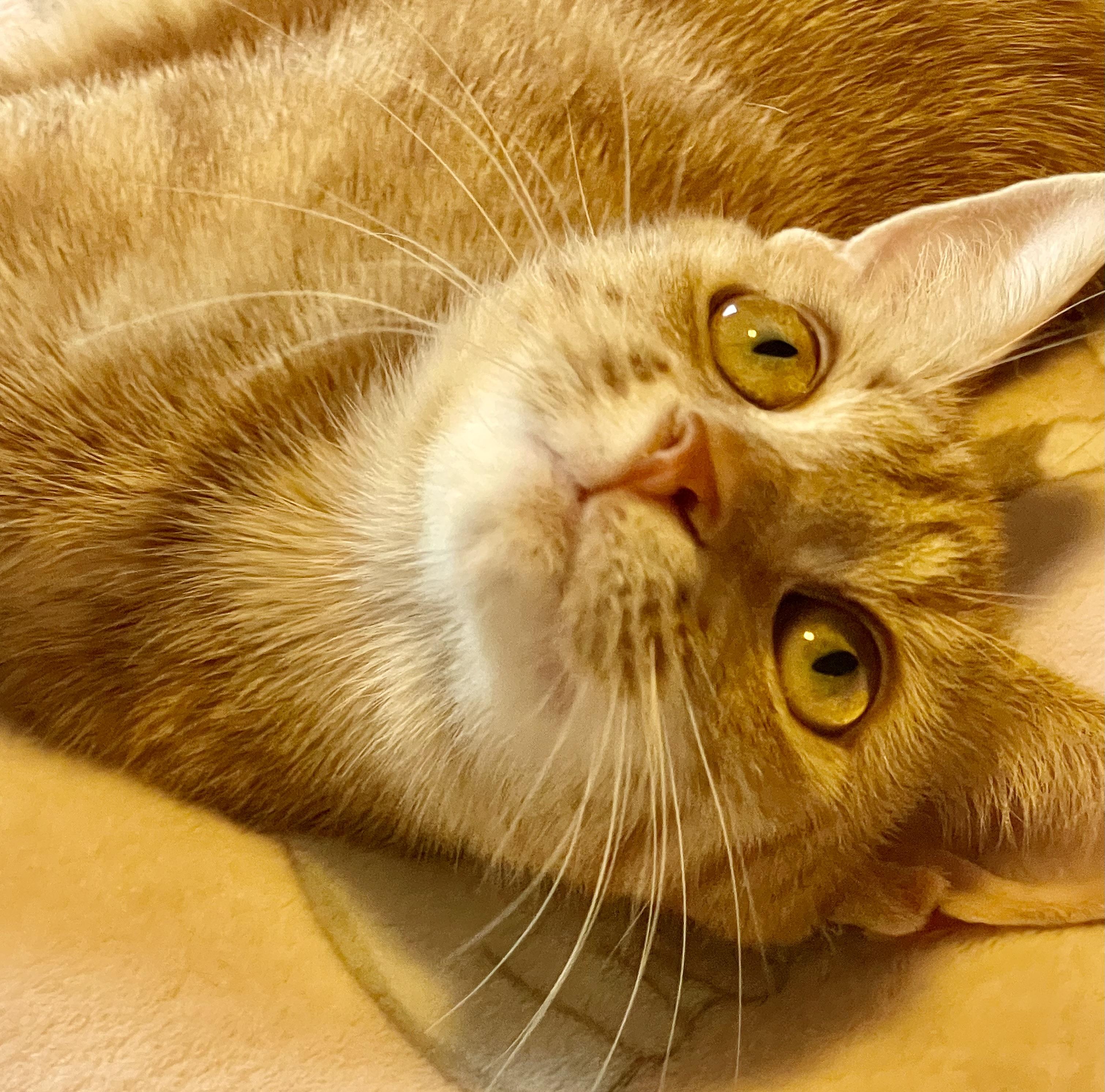 Cat for adoption - Georgia, a Domestic Short Hair & Tabby Mix in ...