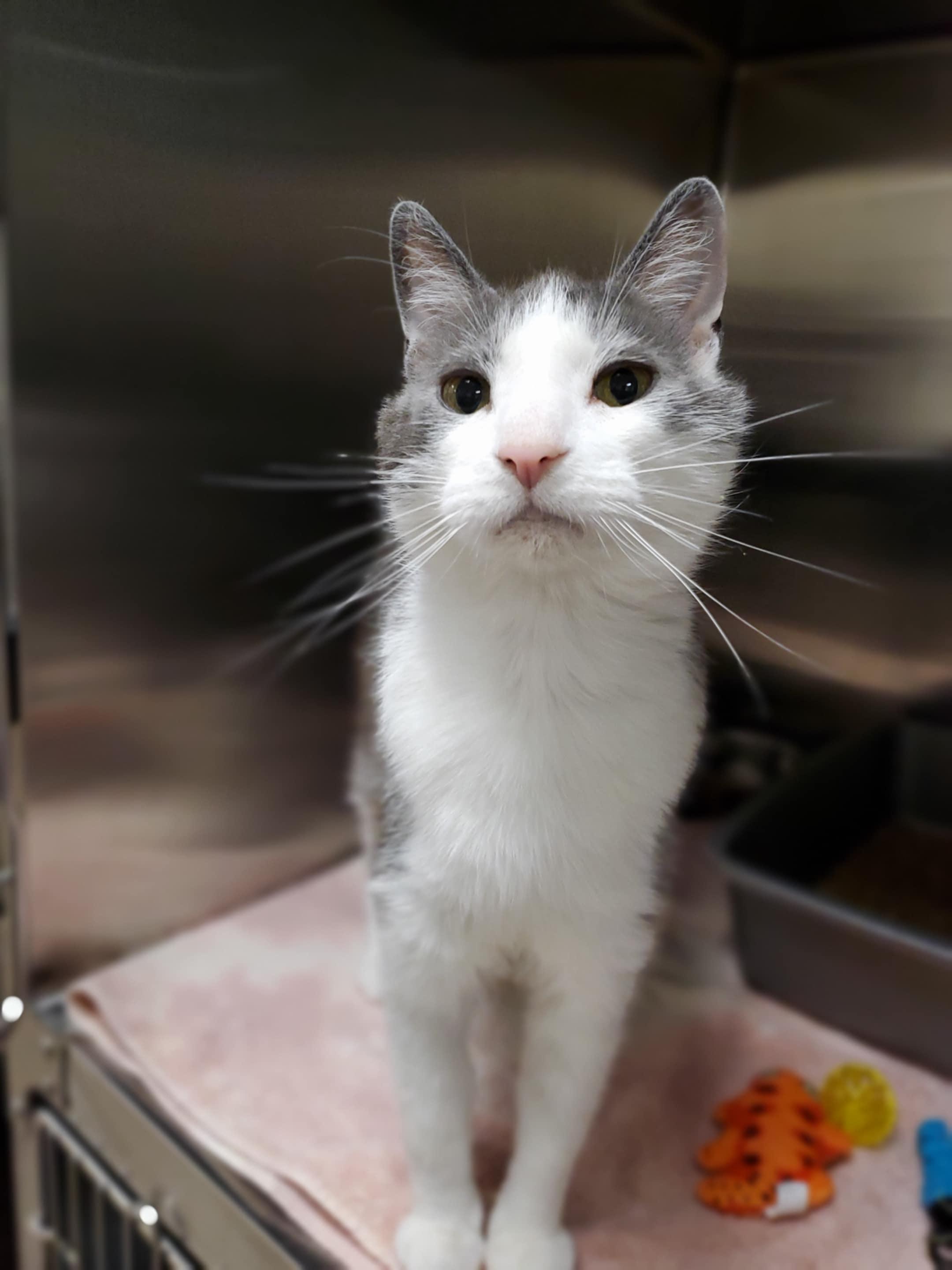 Cat for adoption - Silly Goose, a Domestic Short Hair Mix in ...