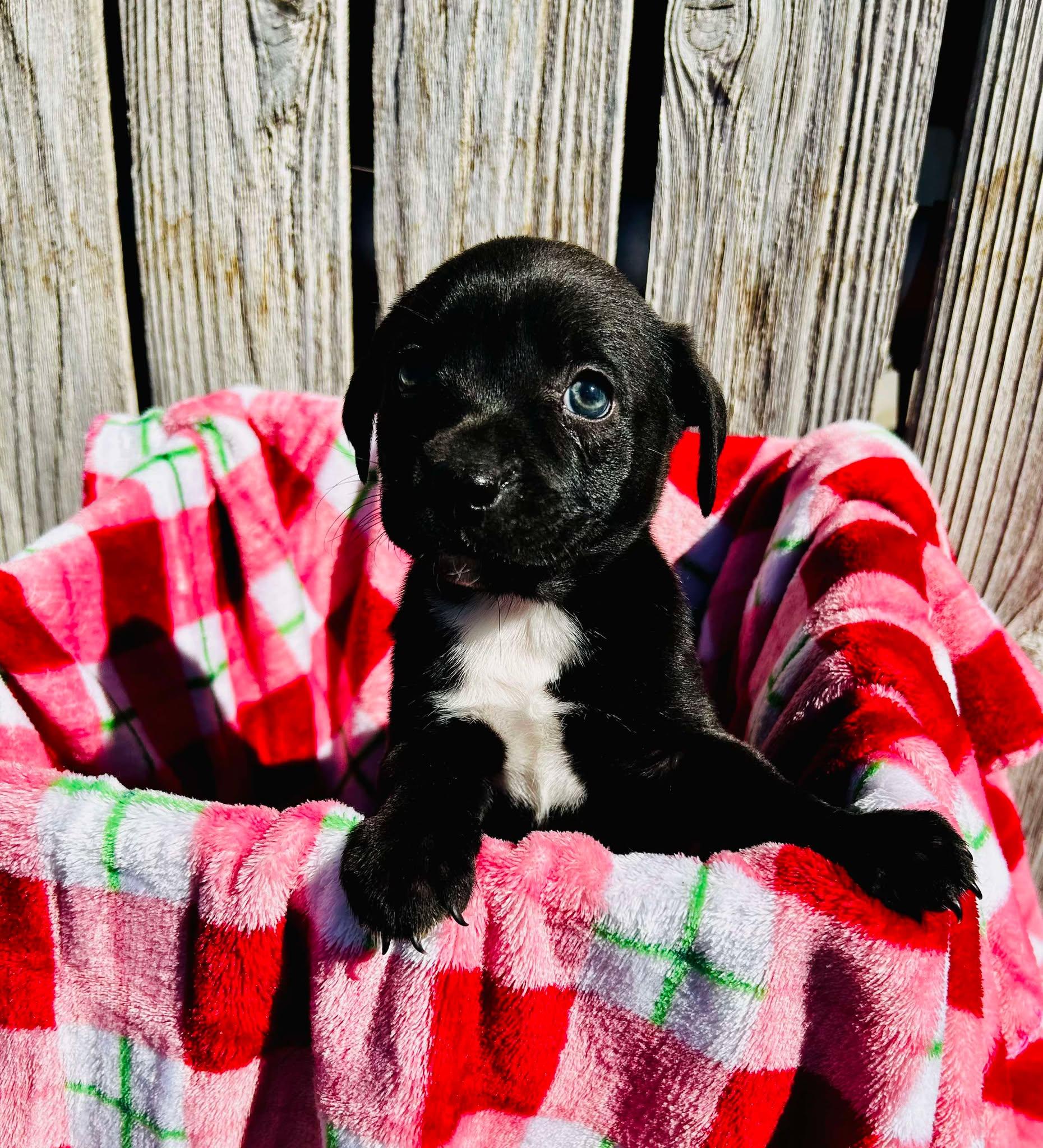 Dog for adoption - Jenna, a Terrier Mix in Brattleboro , VT | Petfinder