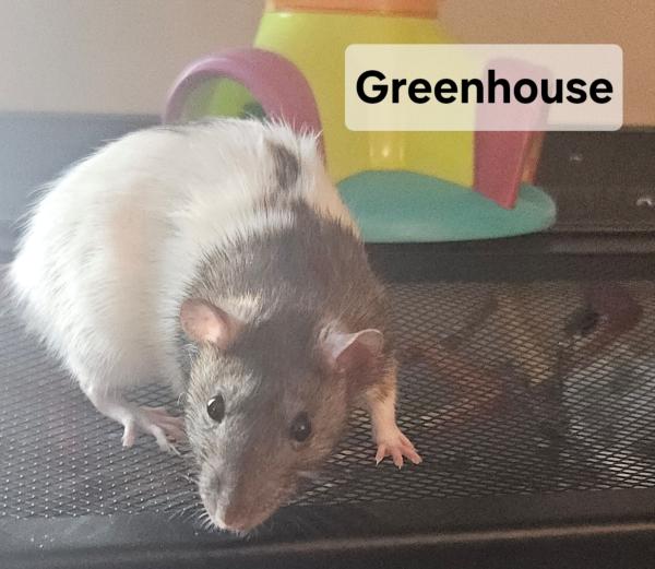 Rat for adoption - Greenhouse, a Rat in Merrimack, NH | Petfinder