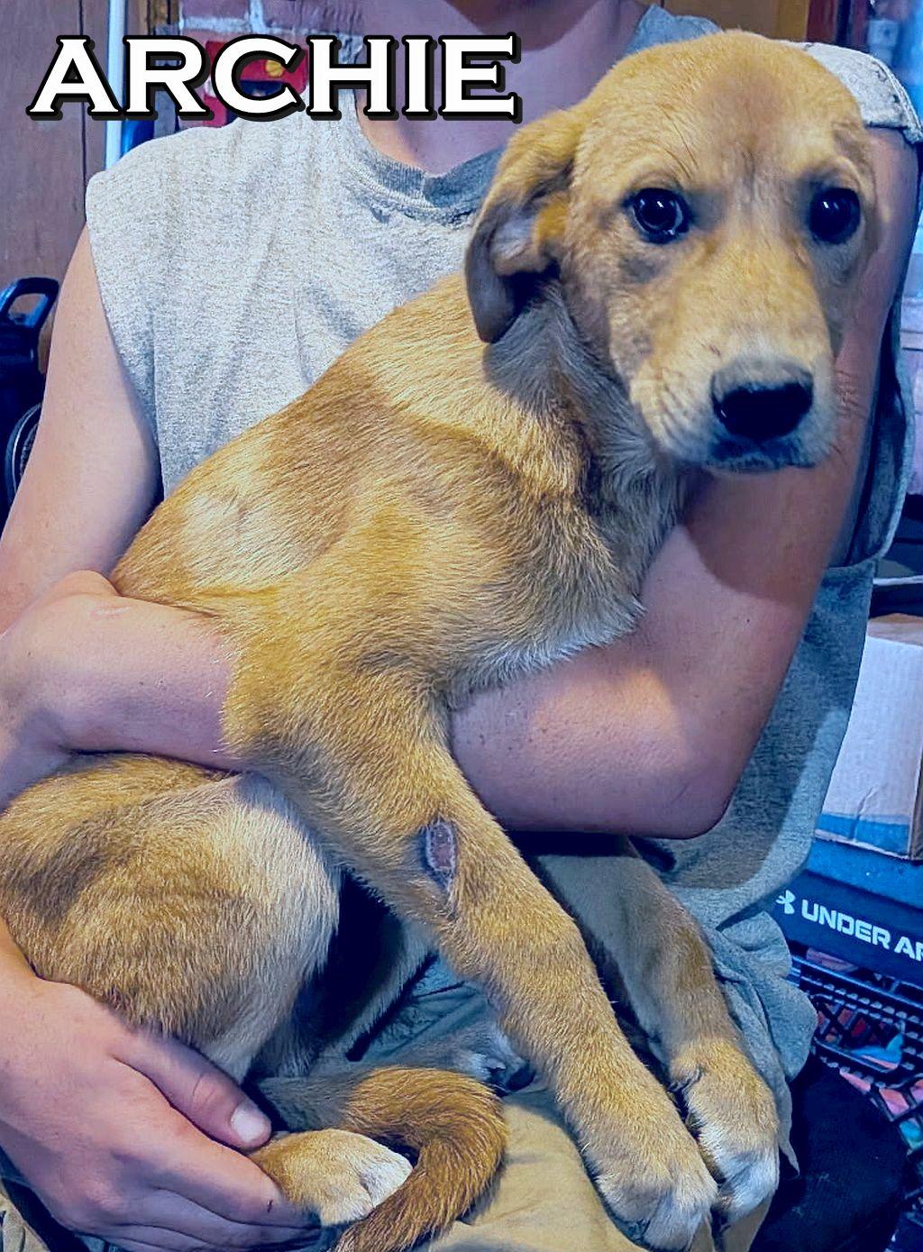 Dog for adoption - ARCHIE, an Anatolian Shepherd & Great Pyrenees Mix ...