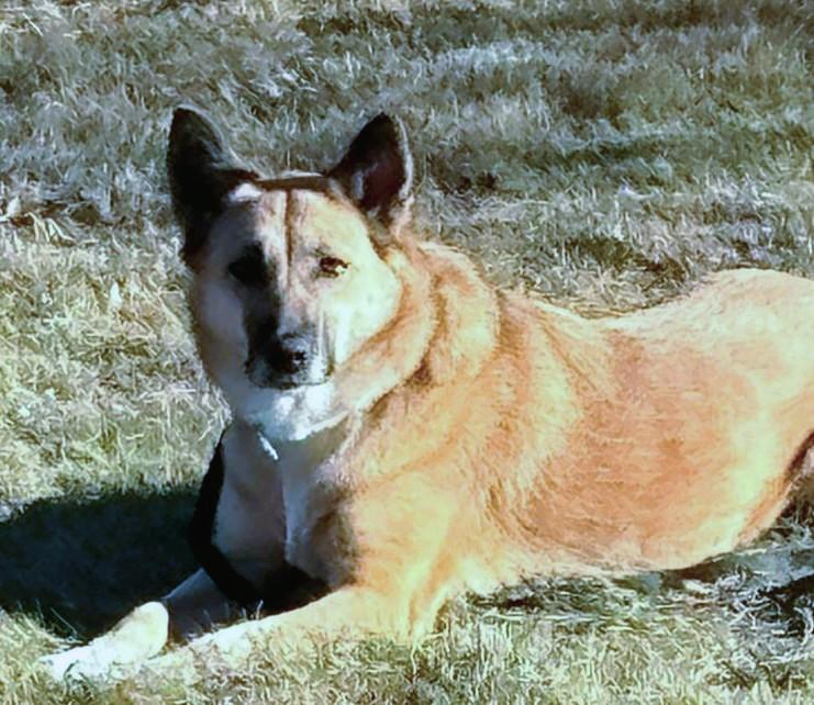 Dog for adoption - Bear, a German Shepherd Dog & Canaan Dog Mix in ...