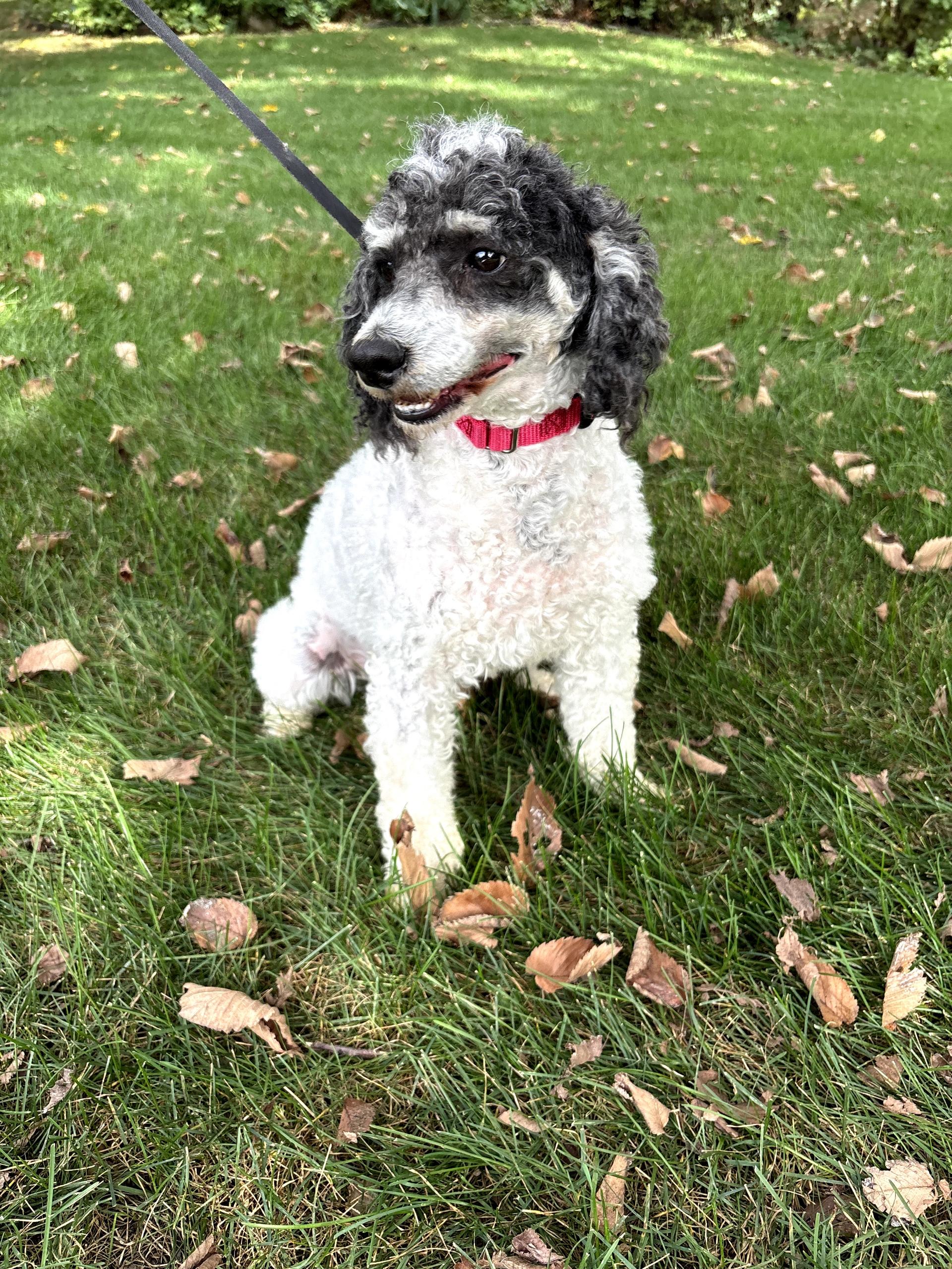 Dog for adoption - Asher, a Miniature Poodle in Orland Park, IL | Petfinder