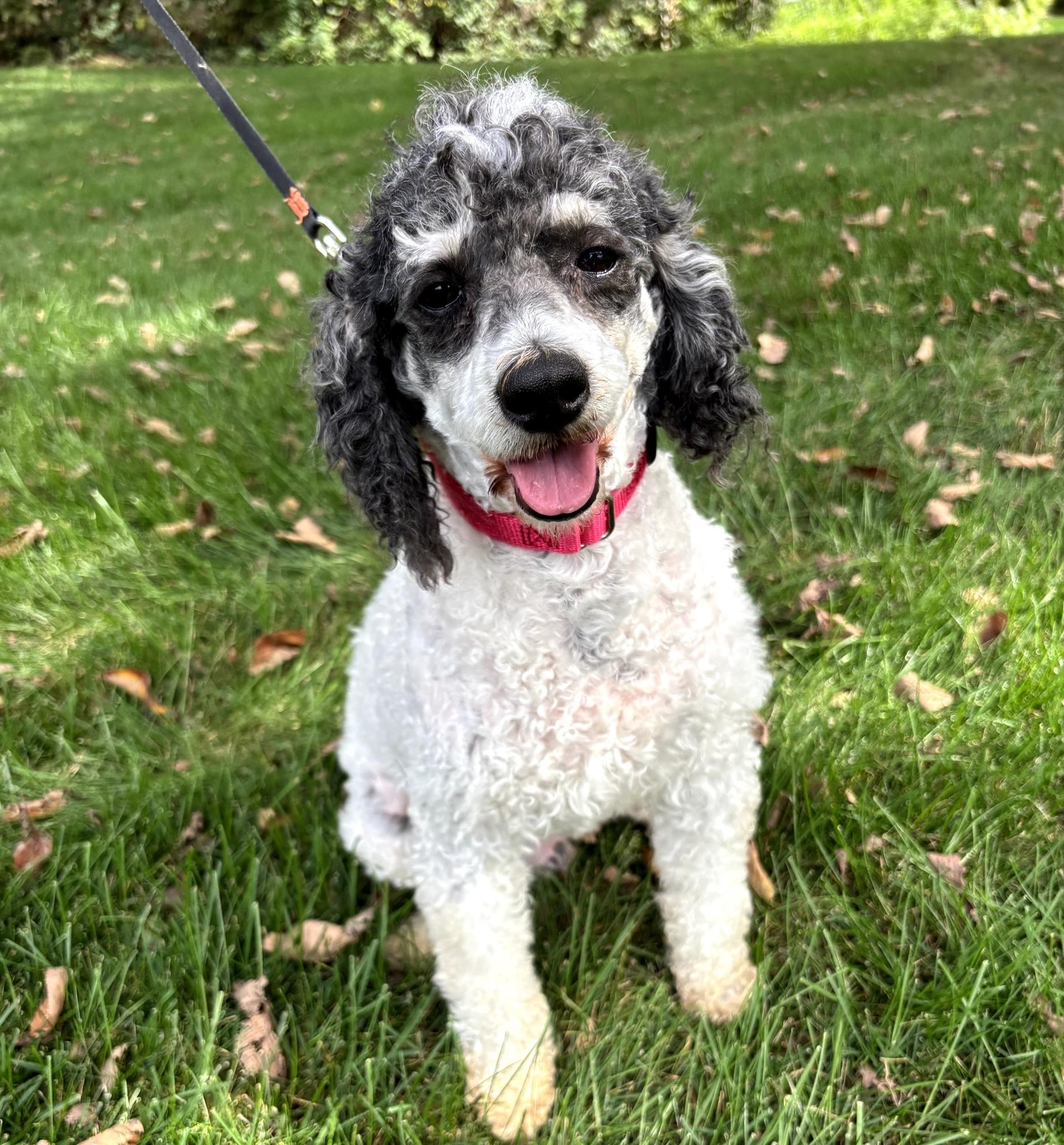 Dog for adoption - Asher, a Miniature Poodle in Orland Park, IL | Petfinder