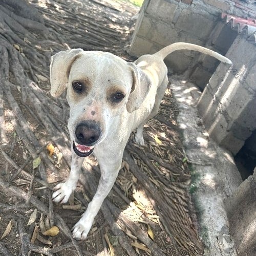 Dog for adoption - Watson, a Mixed Breed in San Francisco, CA | Petfinder