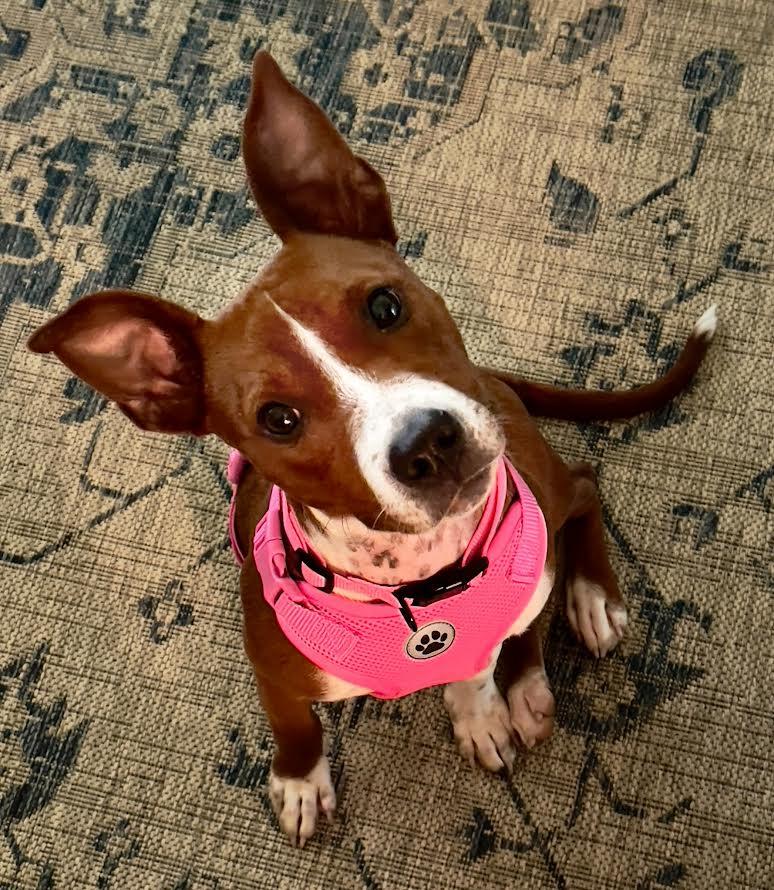 Dog for adoption - Piper, a Terrier Mix in Reading, PA | Petfinder