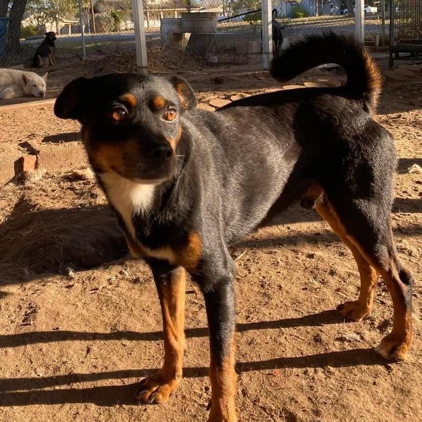 Dog for adoption - Poindexter PC, a Miniature Pinscher & Terrier Mix in ...