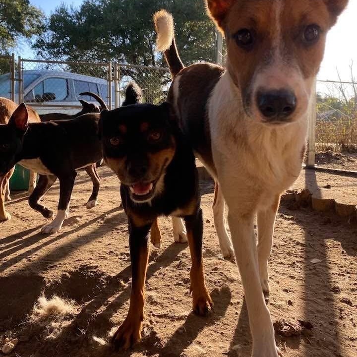 Dog for adoption - Poindexter PC, a Miniature Pinscher & Terrier Mix in ...