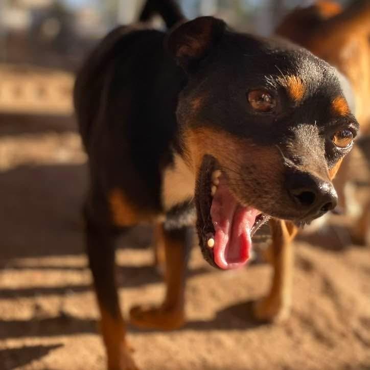 Dog for adoption - Poindexter PC, a Miniature Pinscher & Terrier Mix in ...