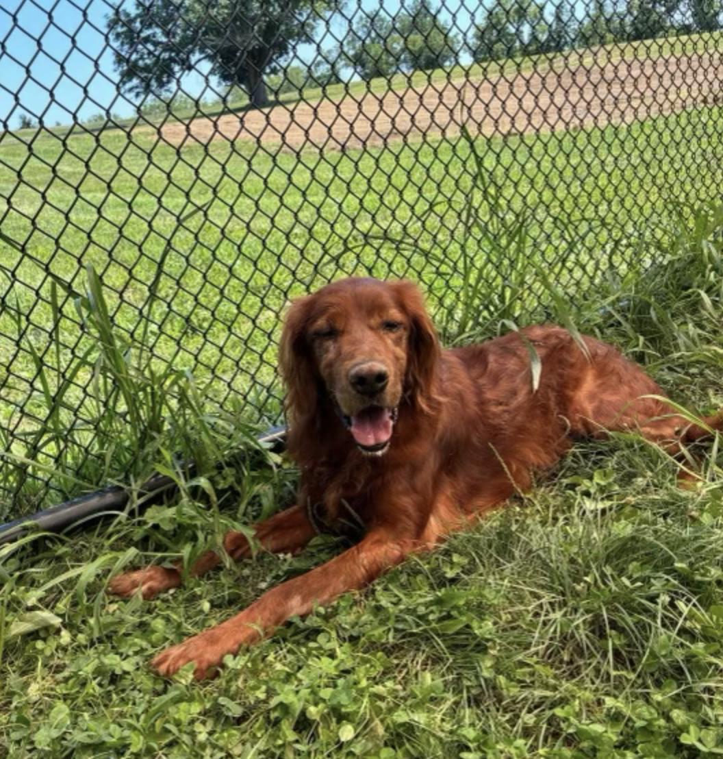 Dog for adoption - Shamus, an Irish Setter in Chester Springs, PA ...