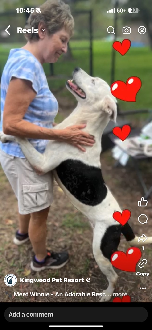 Dog for adoption - WINNIE, a Pit Bull Terrier & Australian Shepherd Mix ...