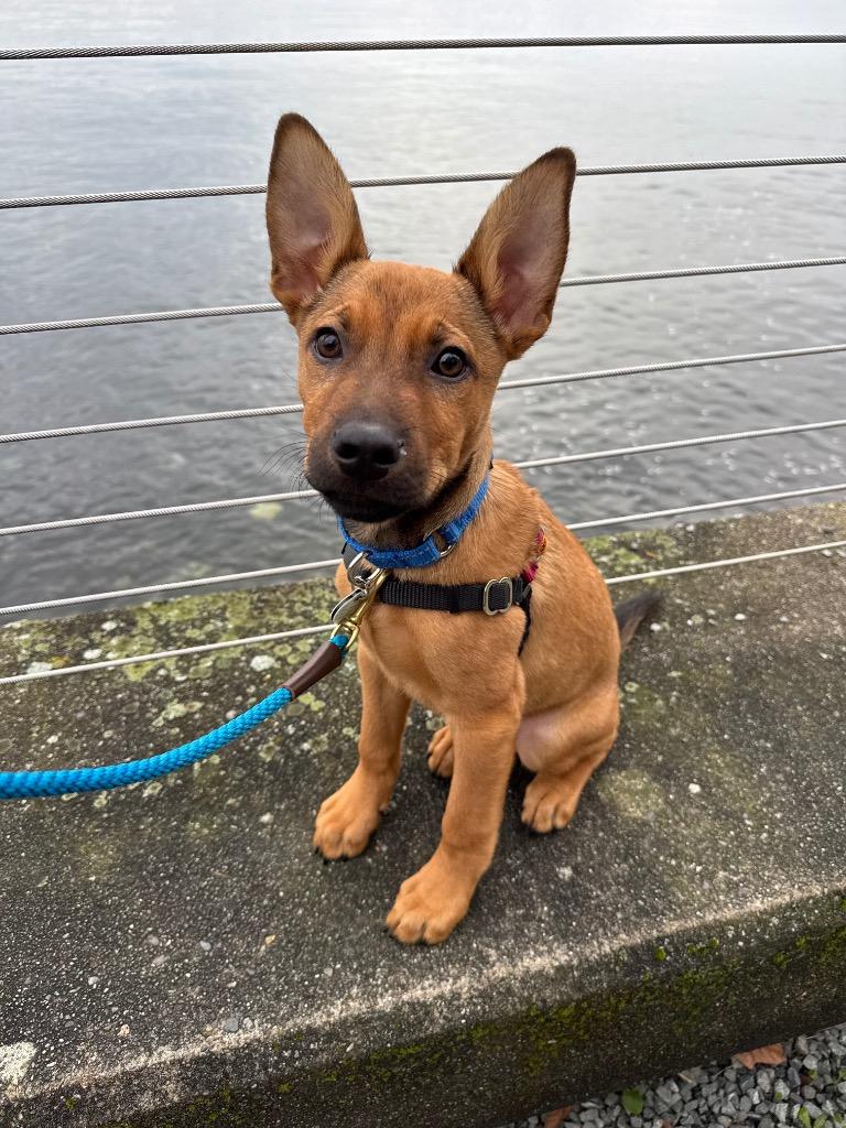 Dog for adoption - Scooby 2, a Mixed Breed in Salem, OR | Petfinder