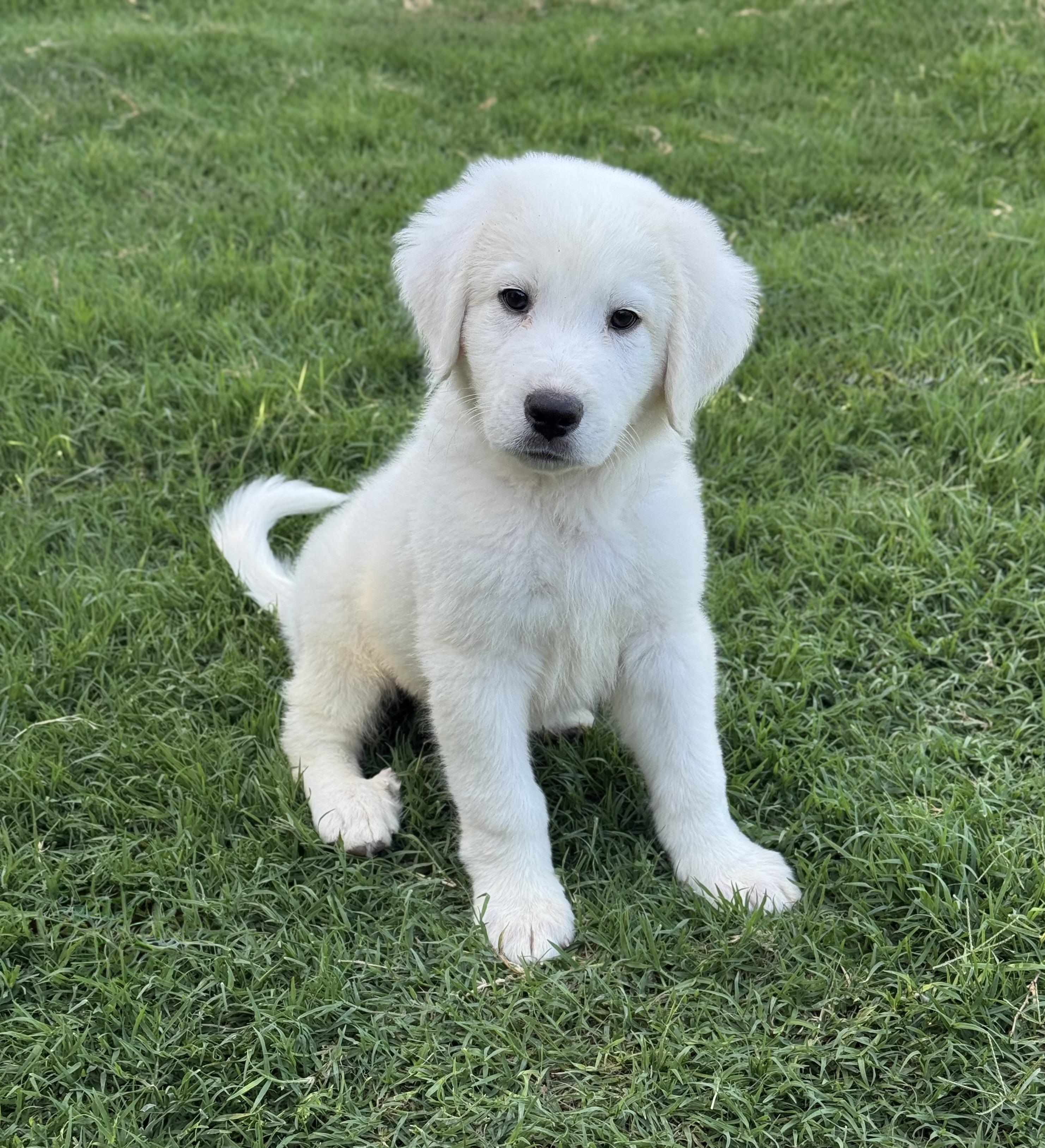 Dog for adoption - Nyko, a Great Pyrenees Mix in Ocean, NJ | Petfinder