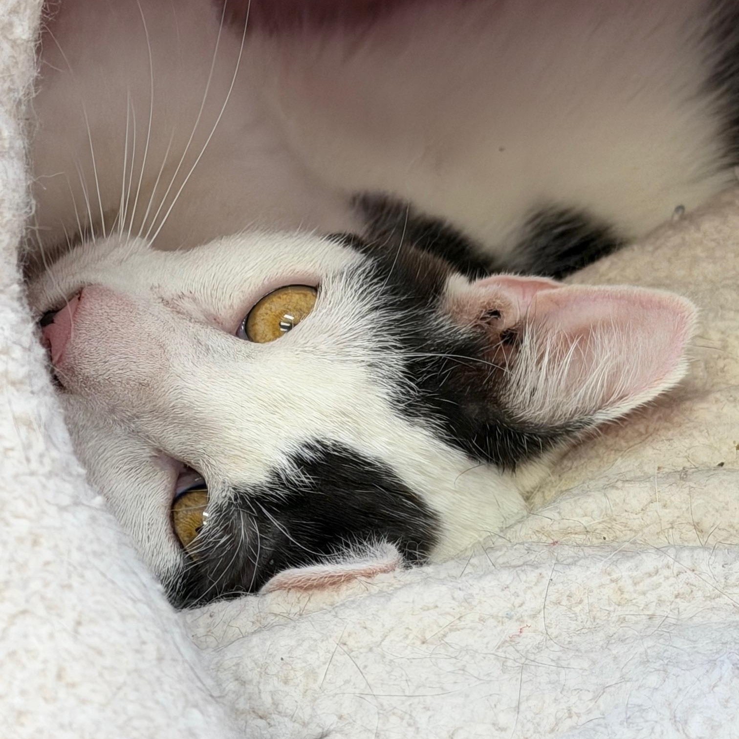 Remus and Romulus - Adoptable Pet | Petfinder | Petfinder