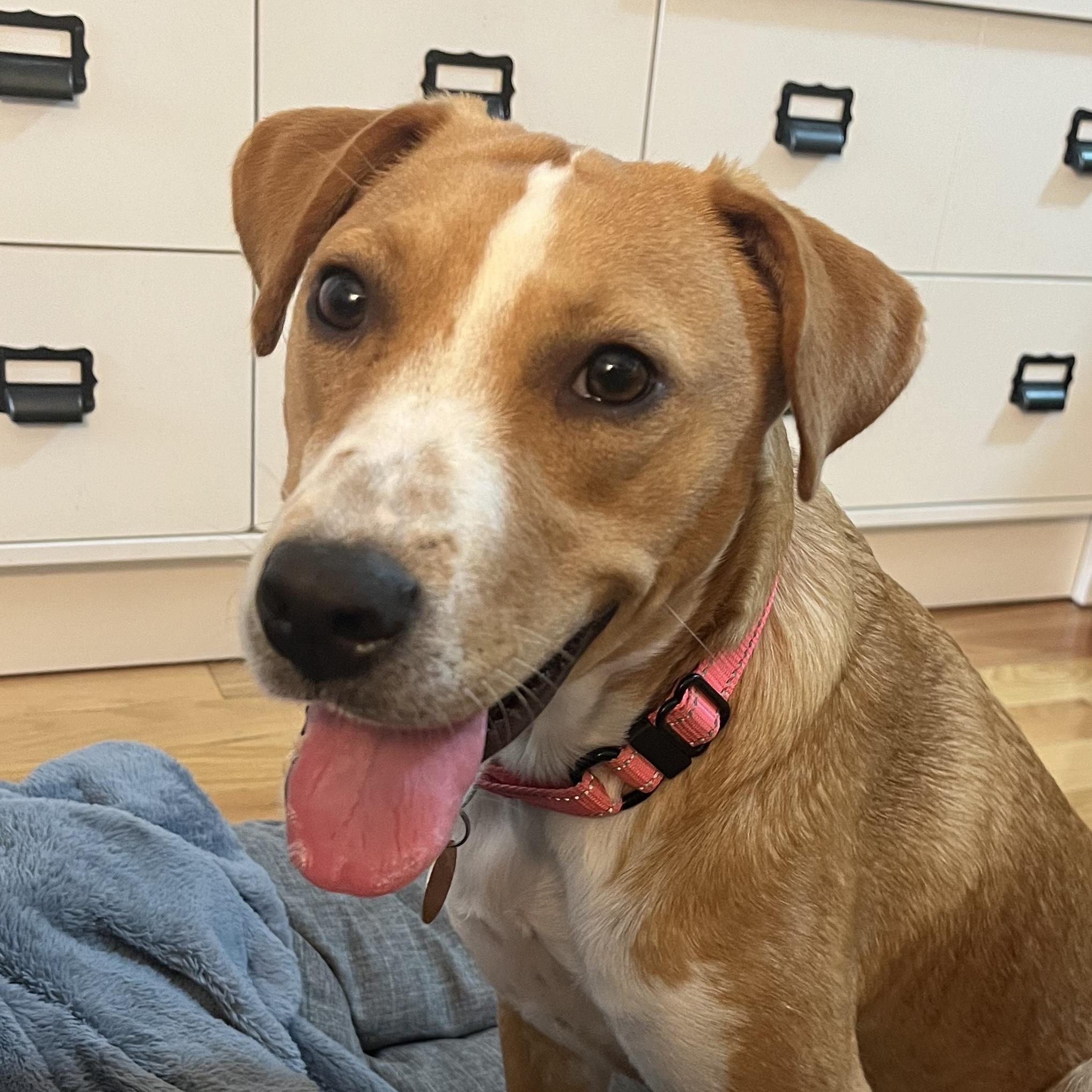 Dog for adoption - Rusty, a Border Collie & Labrador Retriever Mix in ...