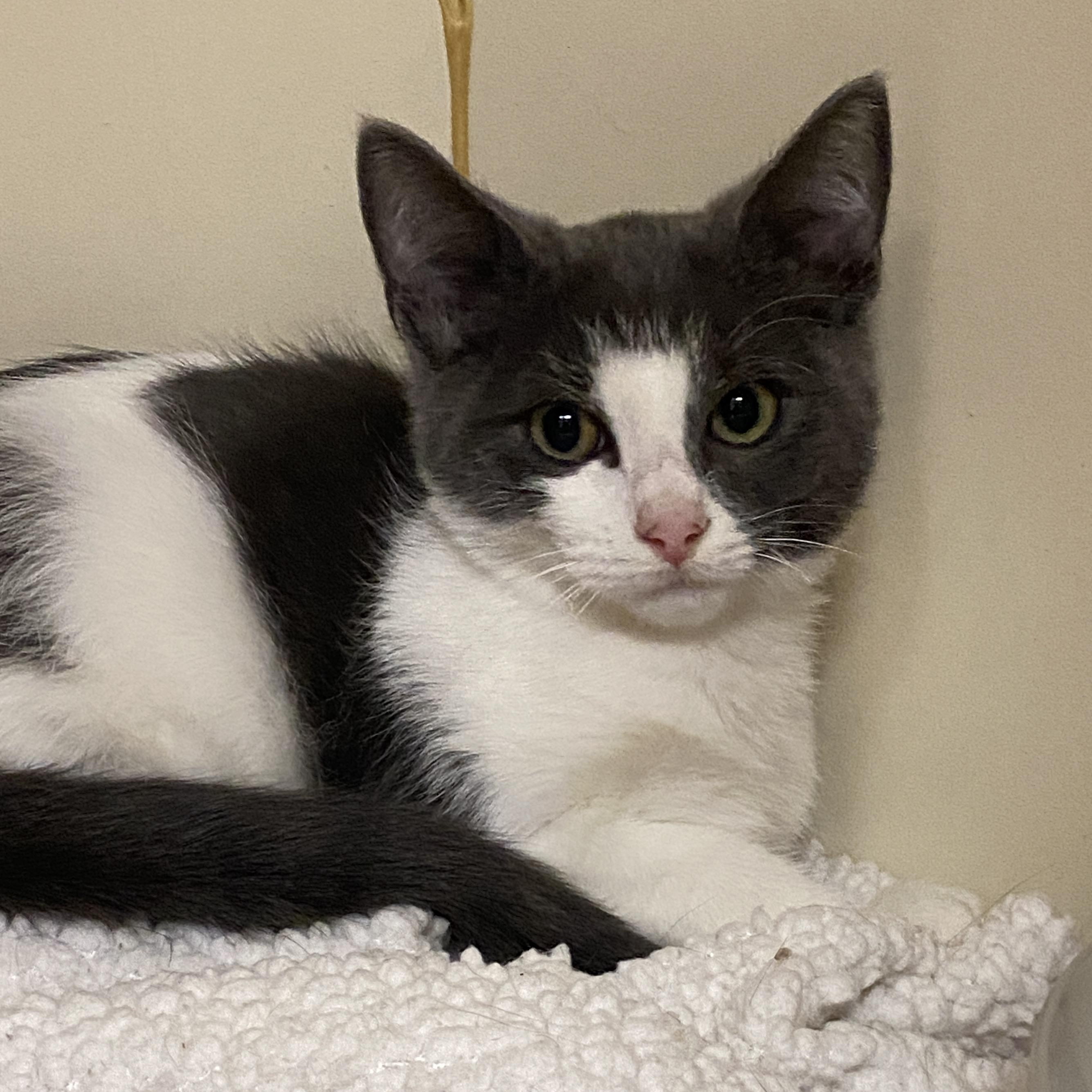 Cat for adoption - Taa Taa, a Domestic Short Hair in Elyria, OH | Petfinder