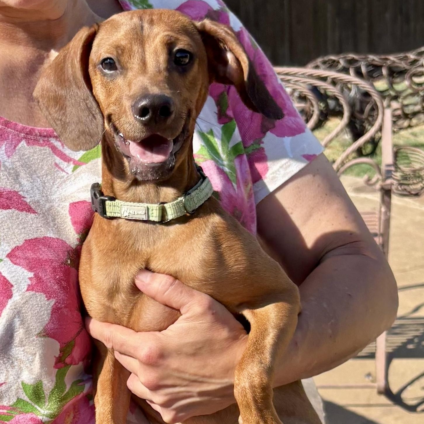 Dog for adoption - Stitch, a Chiweenie Mix in Dublin, OH | Petfinder