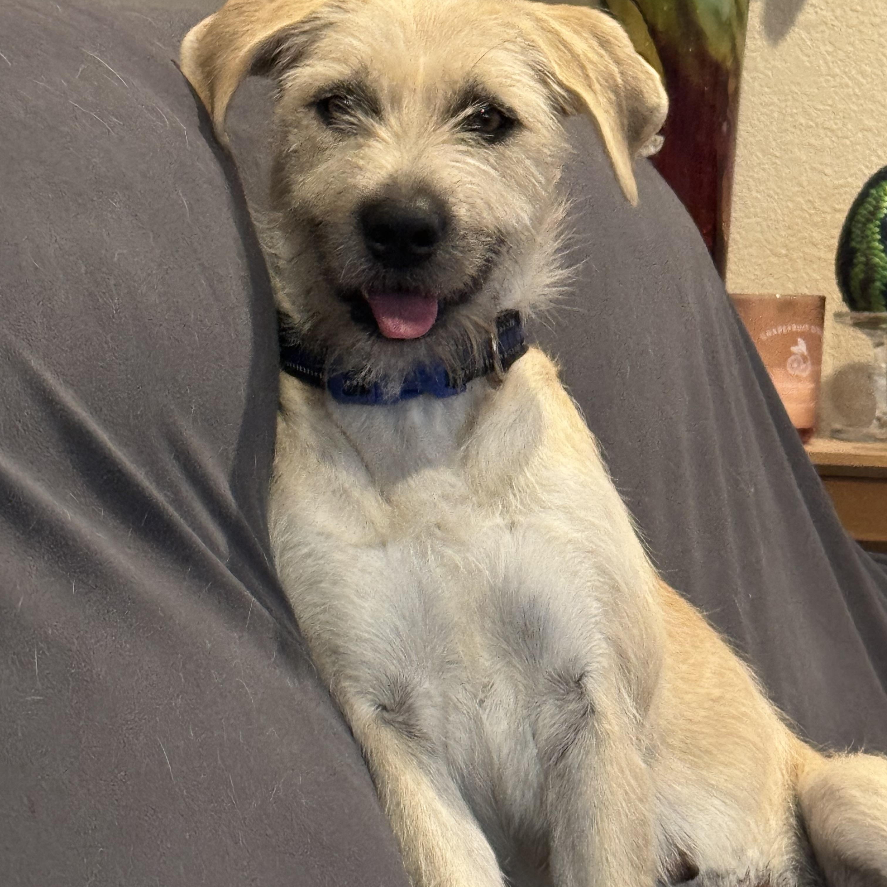 Dog for adoption - Willow, a Goldendoodle & Border Collie Mix in citrus ...