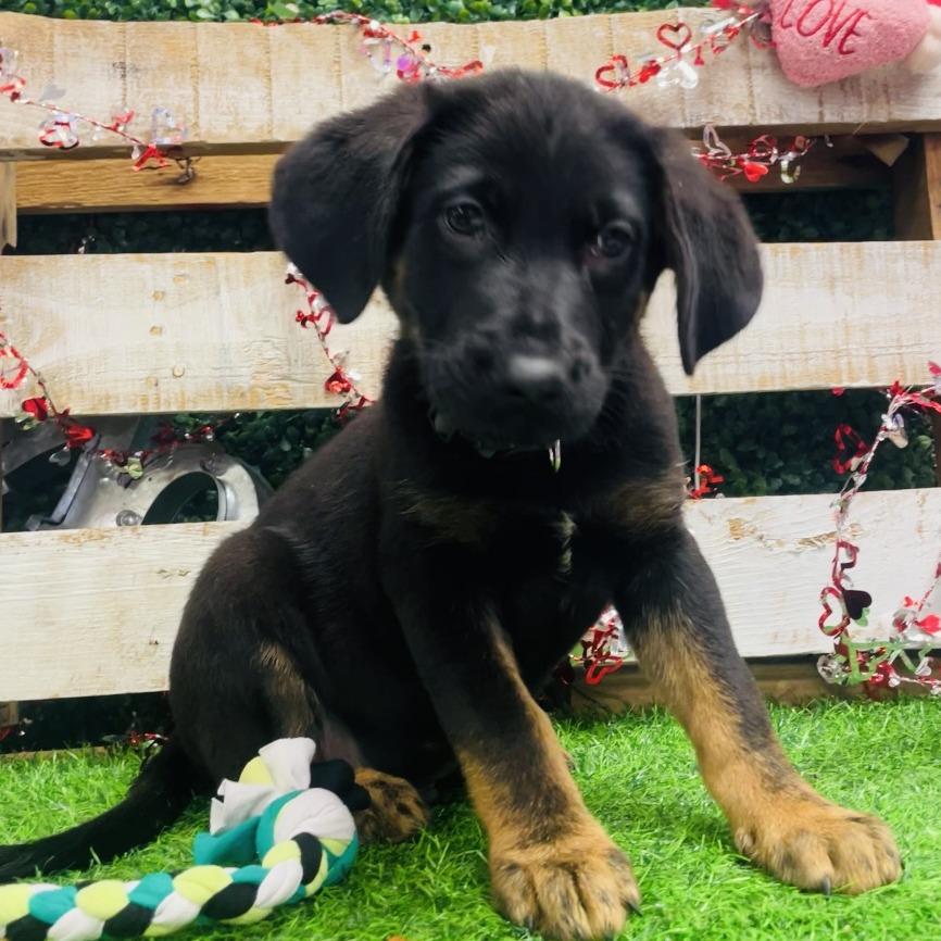 Dog for adoption - Lynn Anderson, a German Shepherd Dog & Black ...