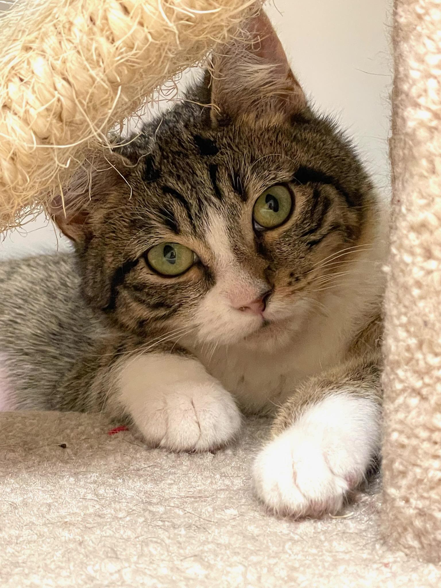 Cat for adoption - Galinda (with Elphaba), a Domestic Short Hair in ...