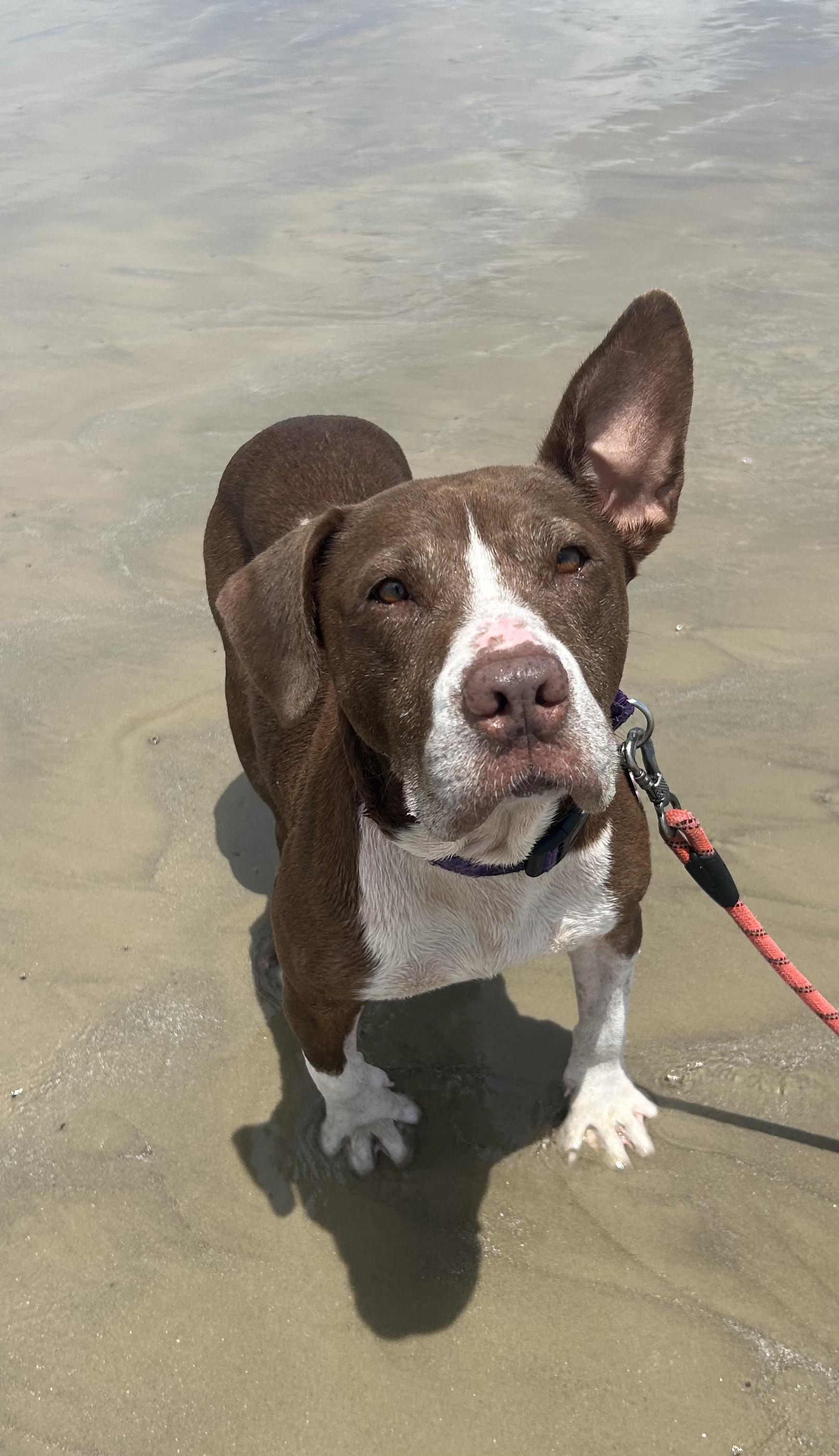 Dog for adoption - Sunshine, a Chocolate Labrador Retriever in BOERNE ...