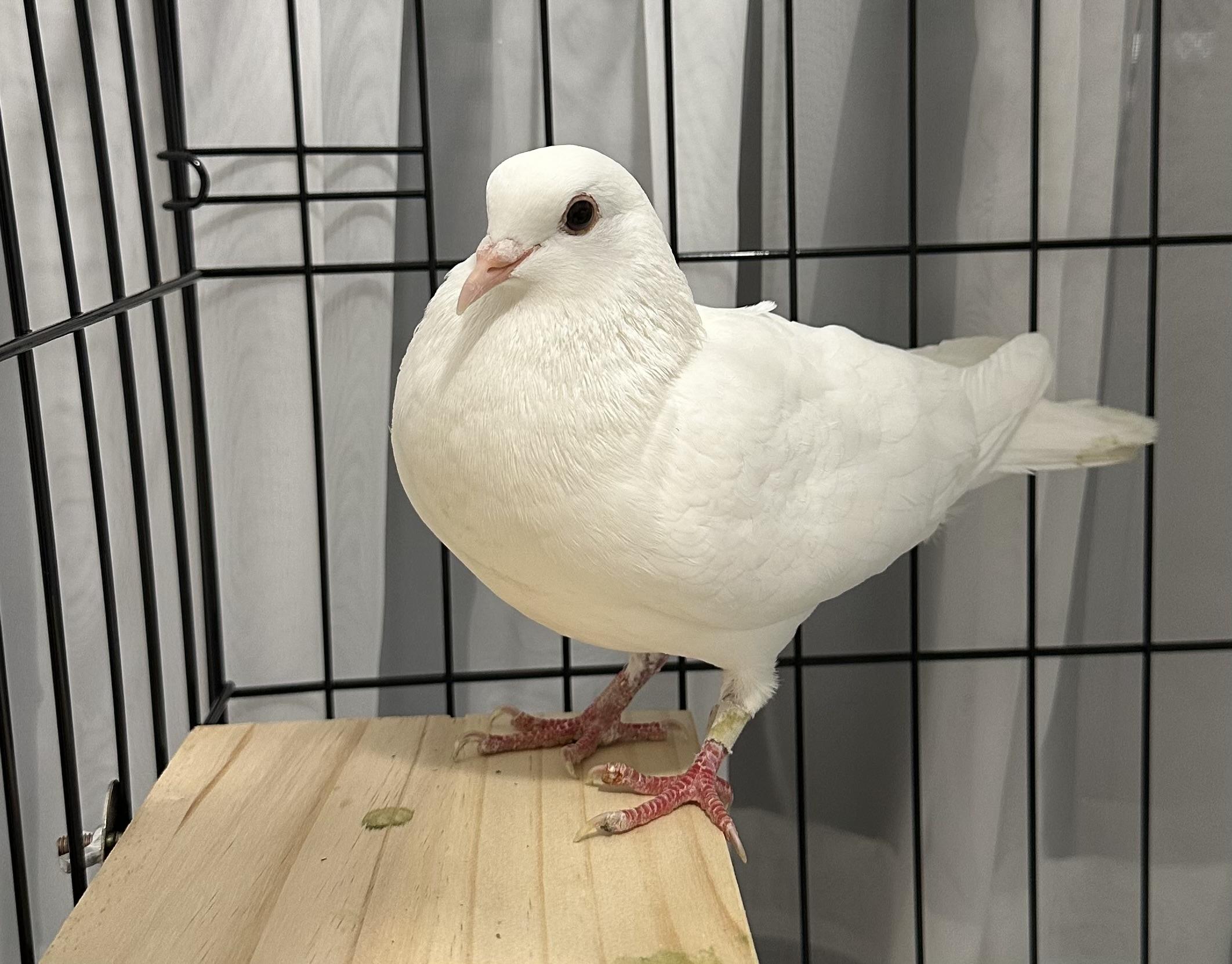 Dove for adoption - Broadway, a Pigeon in Kings Park, NY | Petfinder