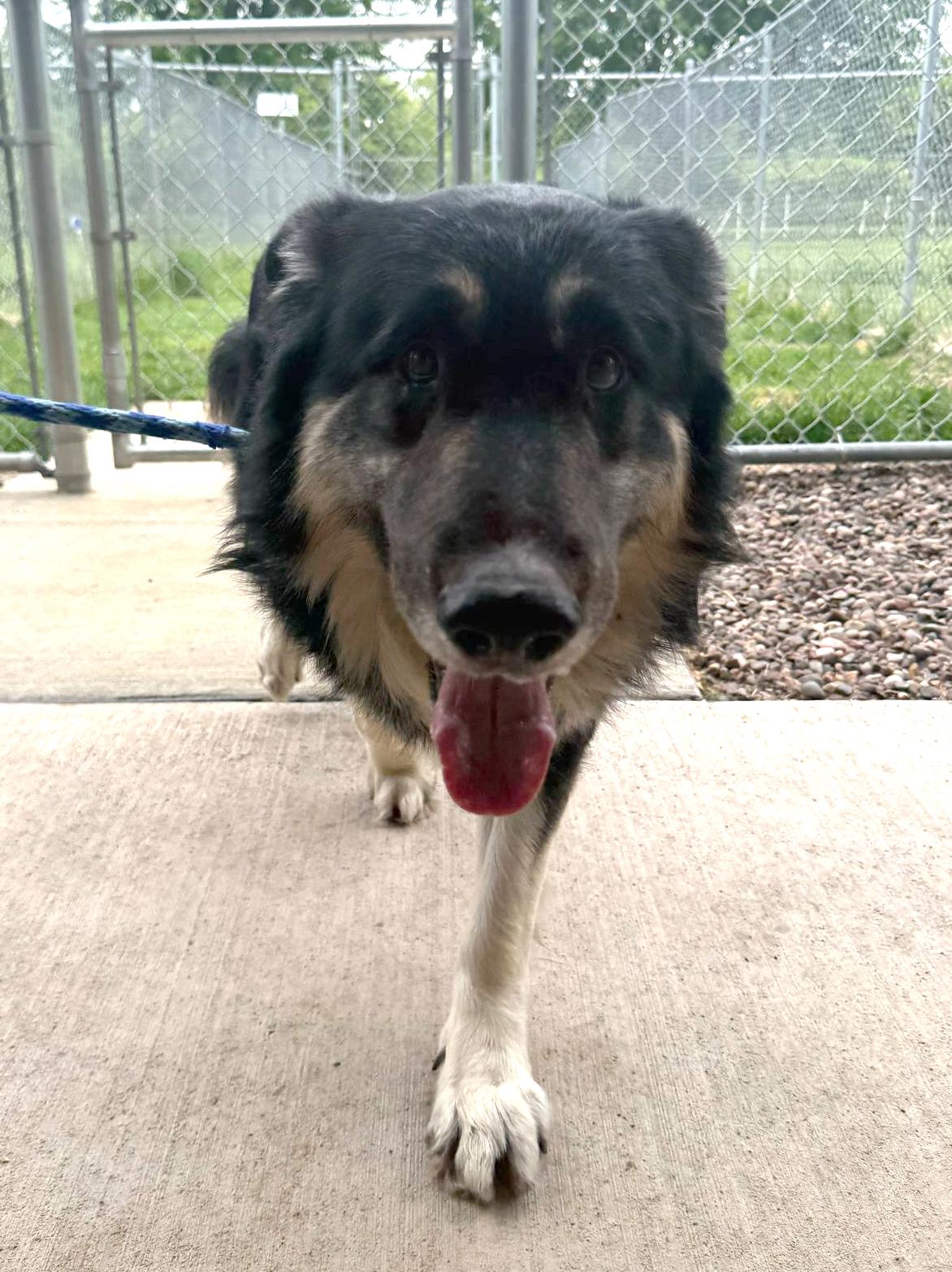 Dog for adoption - Dozer, a German Shepherd Dog & Husky Mix in Onalaska ...