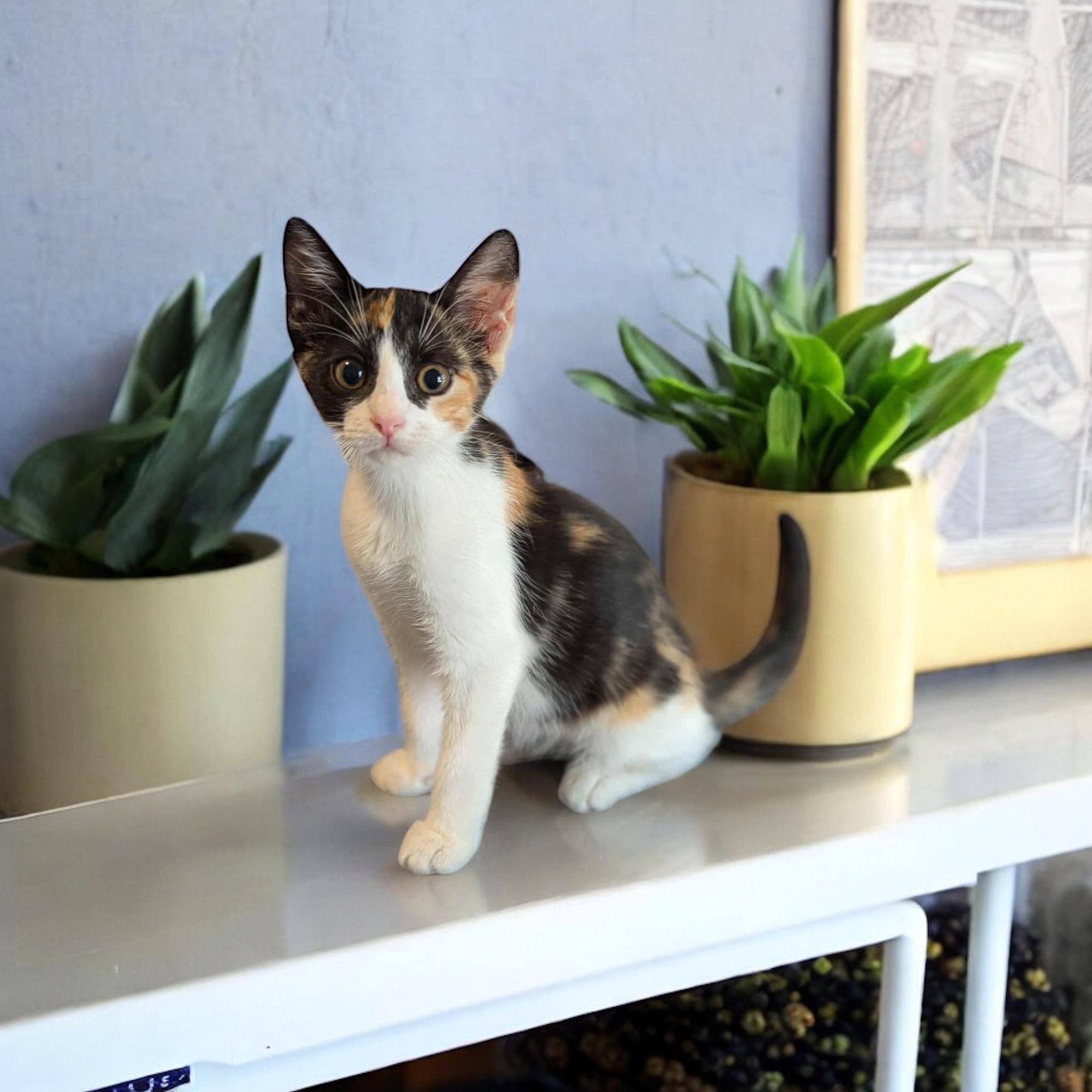 Cat for adoption - Bacardi, a Domestic Short Hair Mix in Des Moines ...