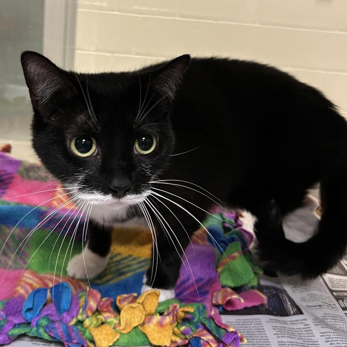 Cat for adoption - Monae A204595, a Tuxedo in Plano, TX | Petfinder