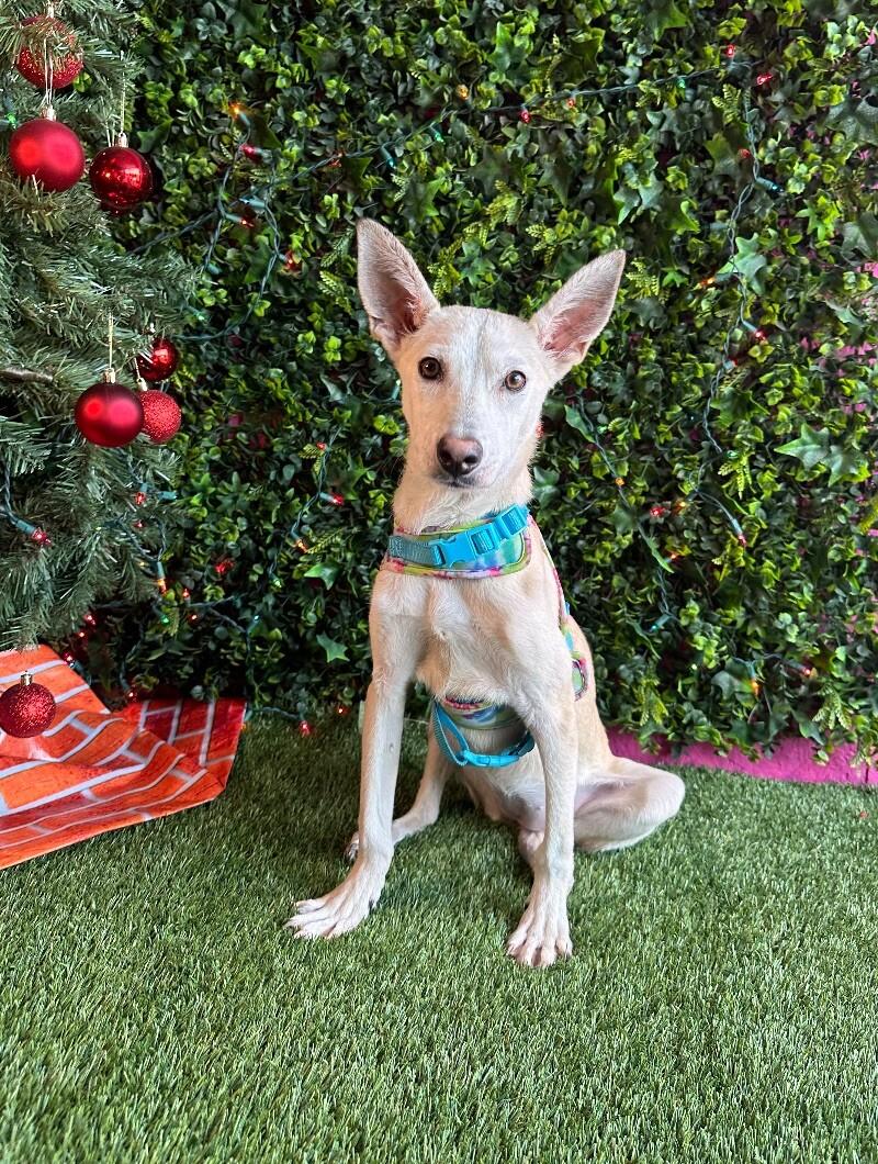 Dog for adoption - Starla, a Whippet & Labrador Retriever Mix in Las ...