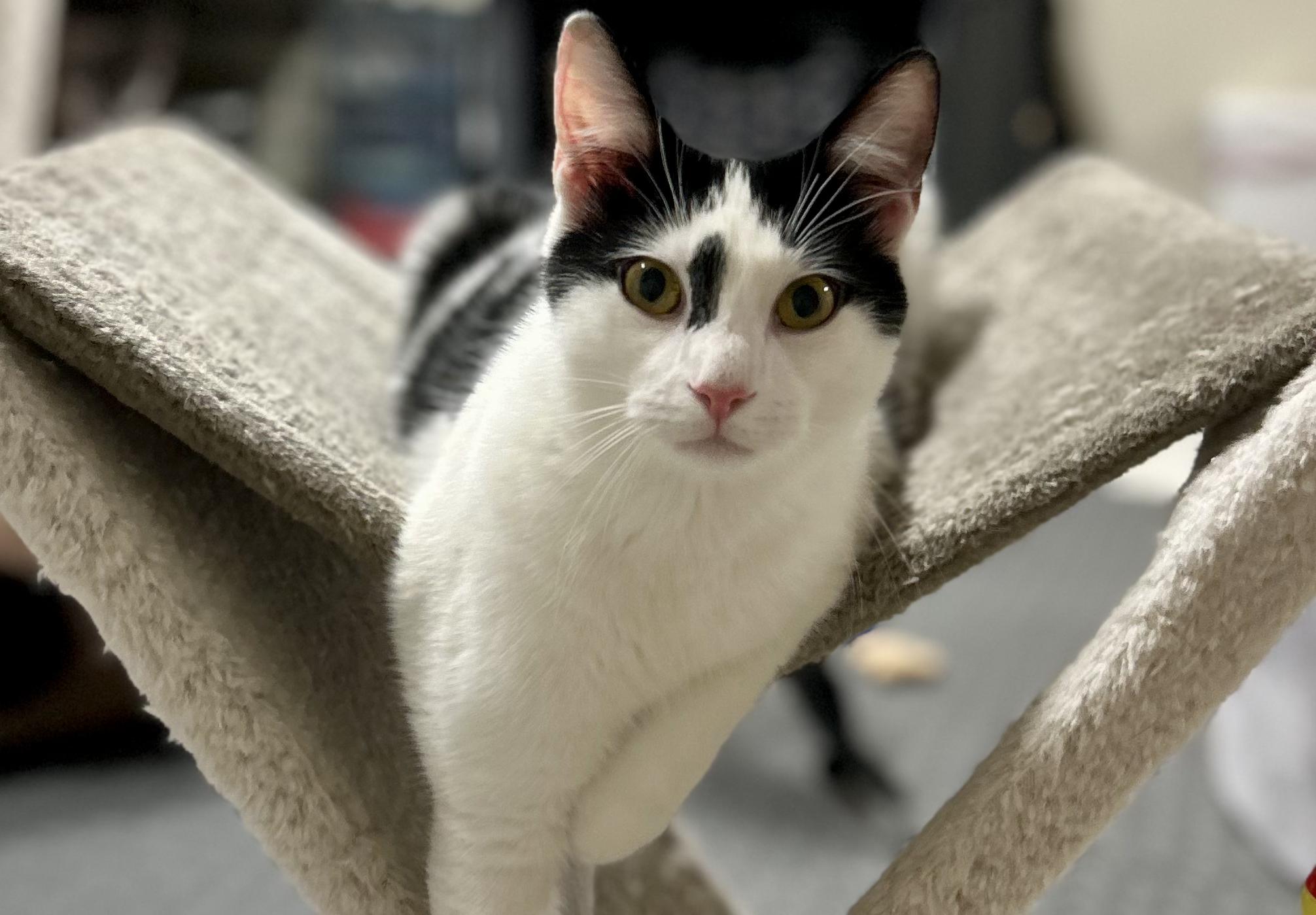 Available Cats for Adoption | Scruffy Paws Animal Rescue RI
