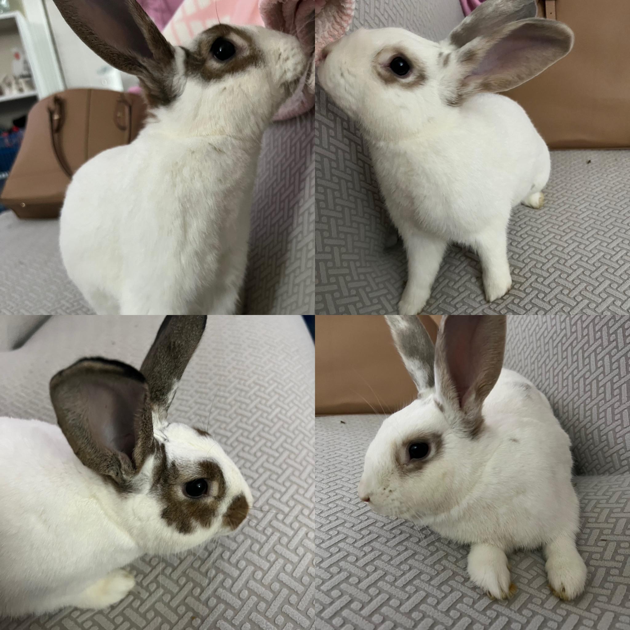 Rabbit for adoption - Cookies & Creme (bonded brother pair), an English ...