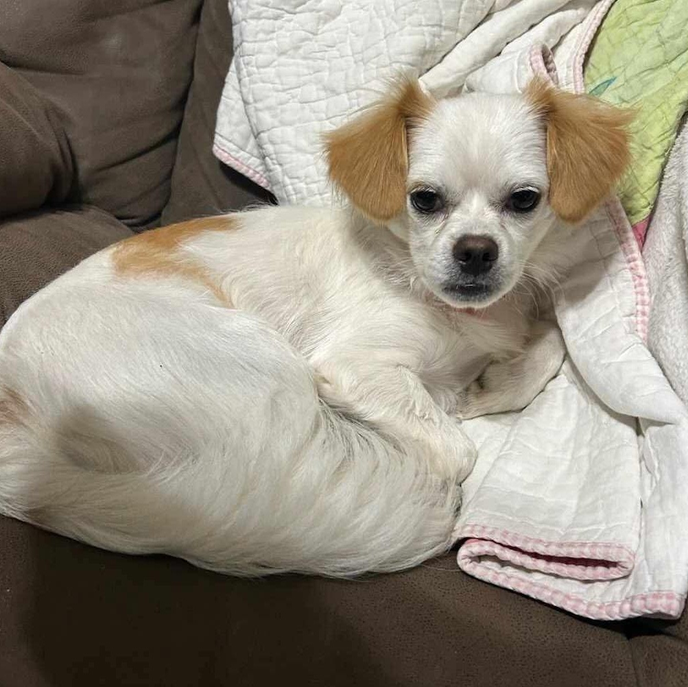 Dog for adoption - Otis Ray, a Shih Tzu & Chihuahua Mix in Hopkinton ...