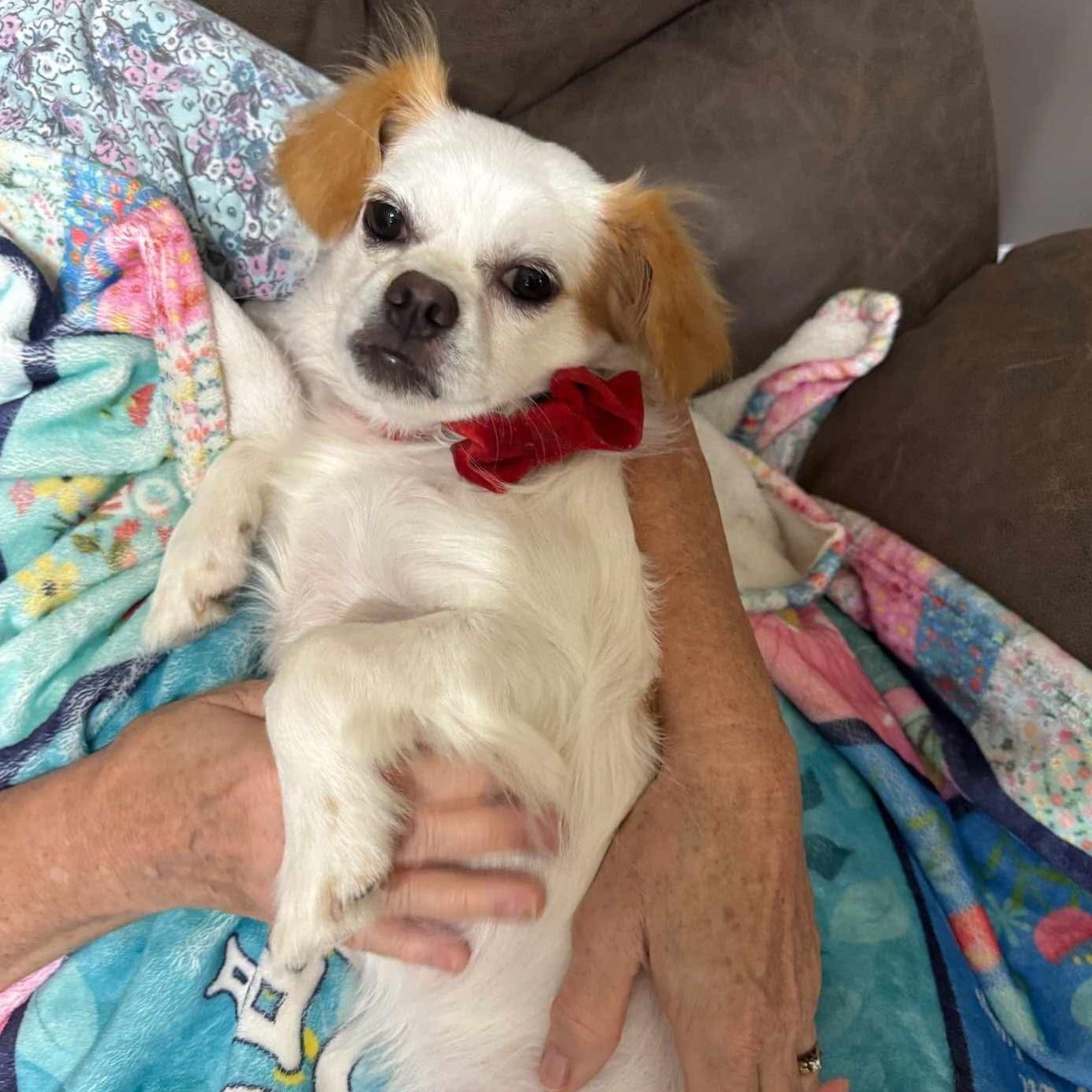 Dog for adoption - Otis Ray, a Shih Tzu & Chihuahua Mix in Hopkinton ...