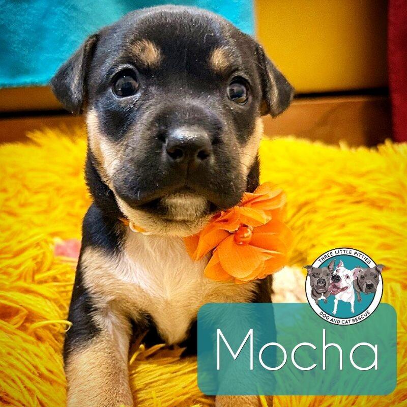 Dog for adoption - Mocha Latte, a Pit Bull Terrier & Labrador Retriever ...