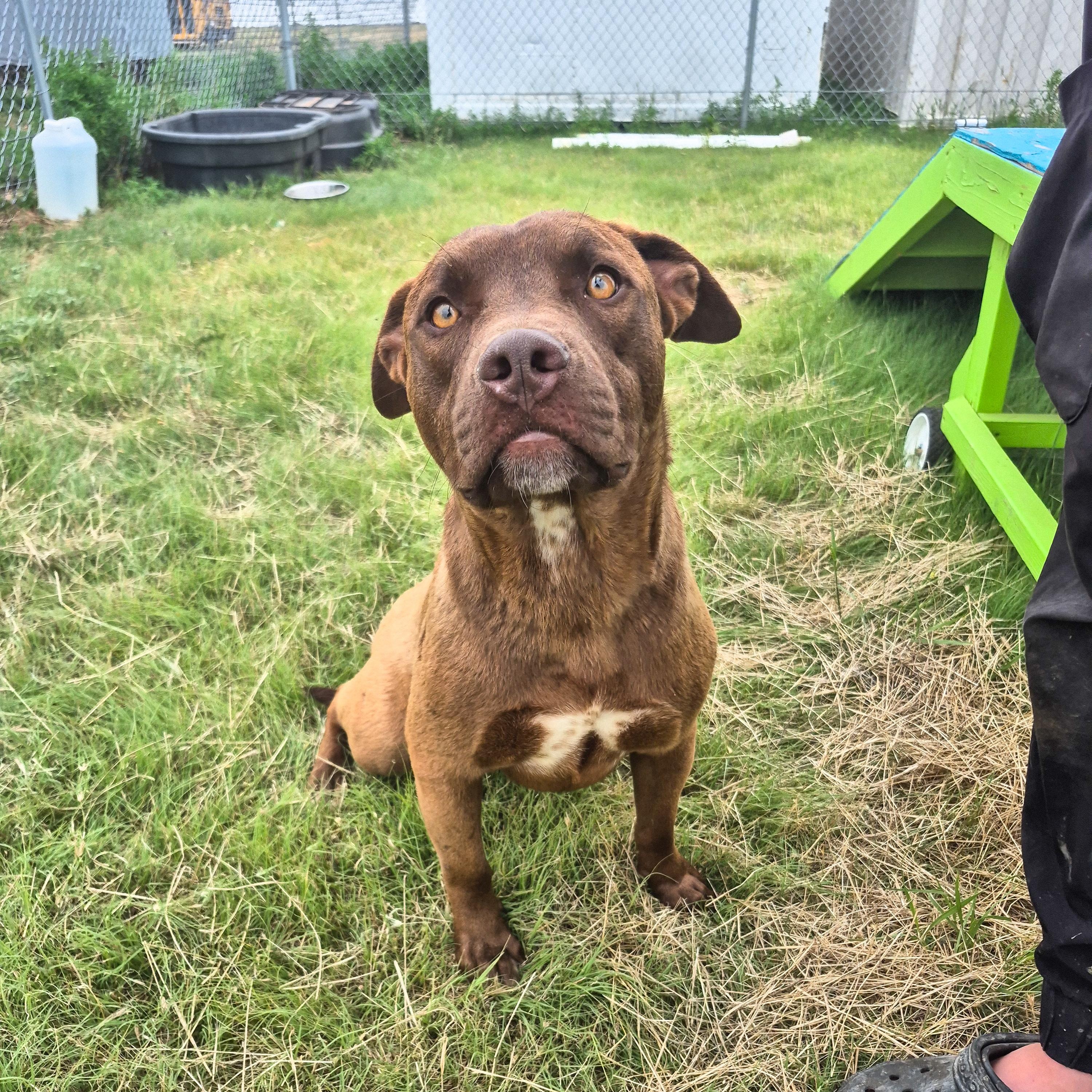 Dog for adoption - Cedar, a Labrador Retriever Mix in Cleveland, OH ...