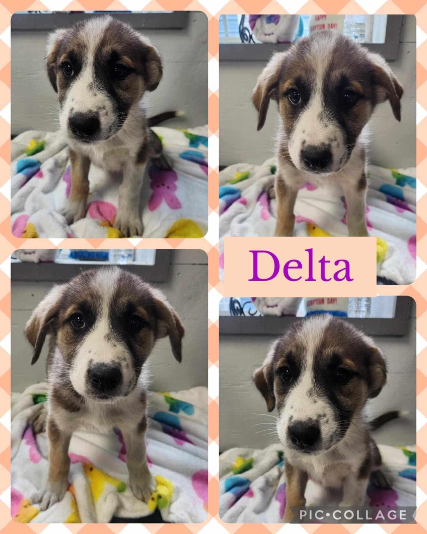 Dog for adoption - Delta, a German Shepherd Dog & Australian Shepherd ...