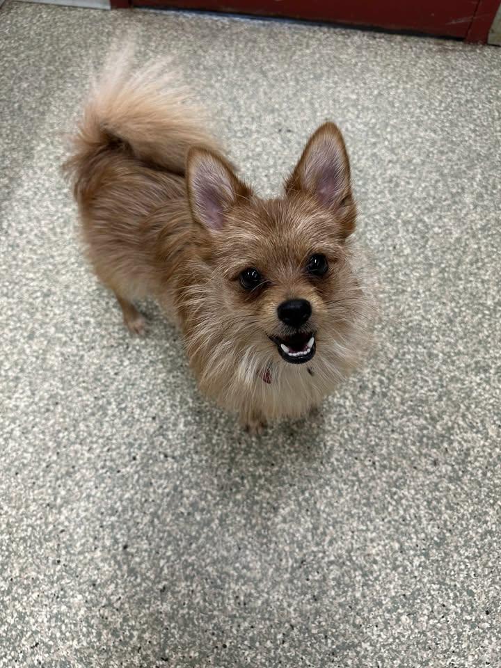 Dog for adoption - Jumpin' Jack Flash, a Pomeranian Mix in Warwick, RI ...