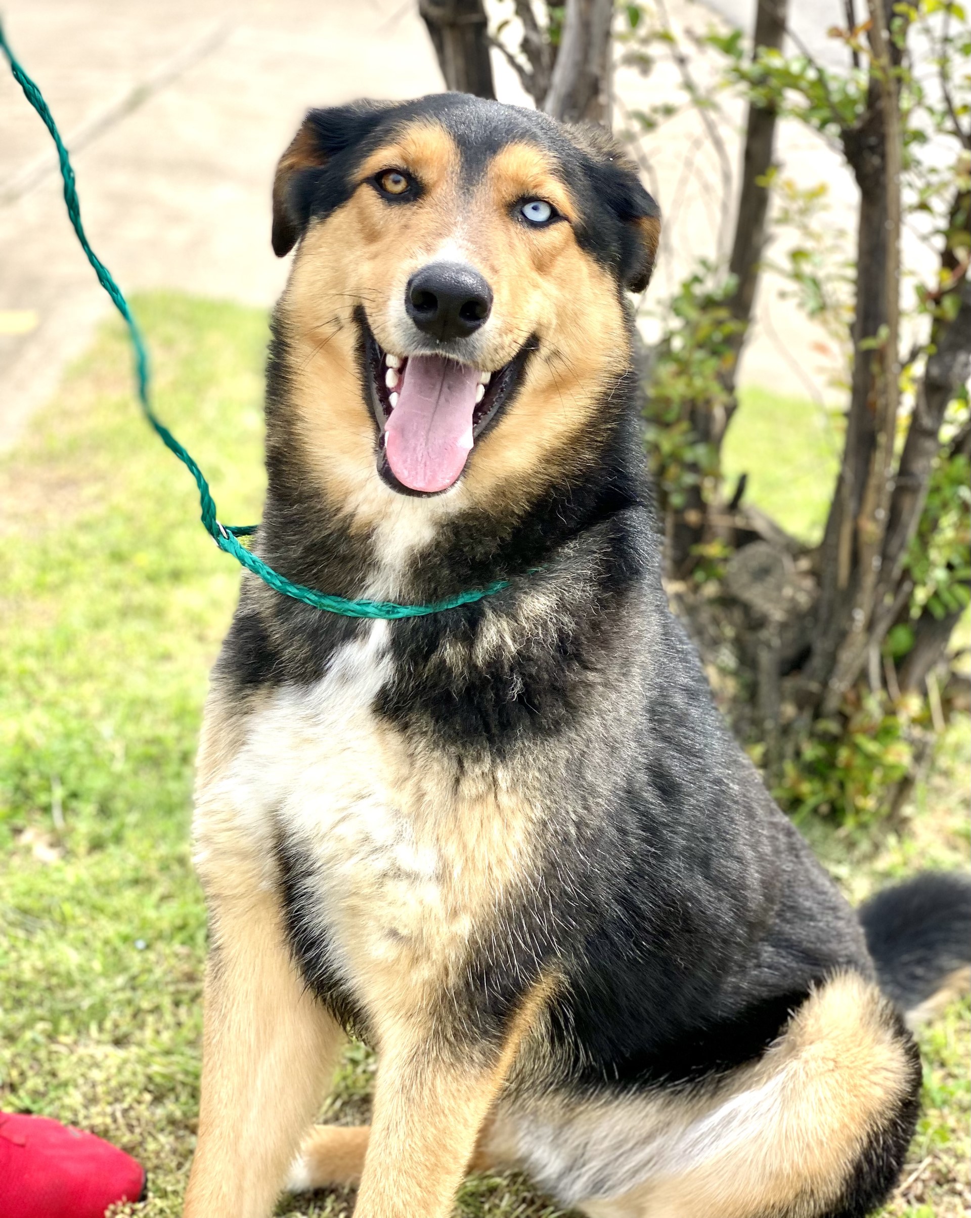 Dog for adoption - Clint, a Shepherd & Husky Mix in Greenbrier, AR ...