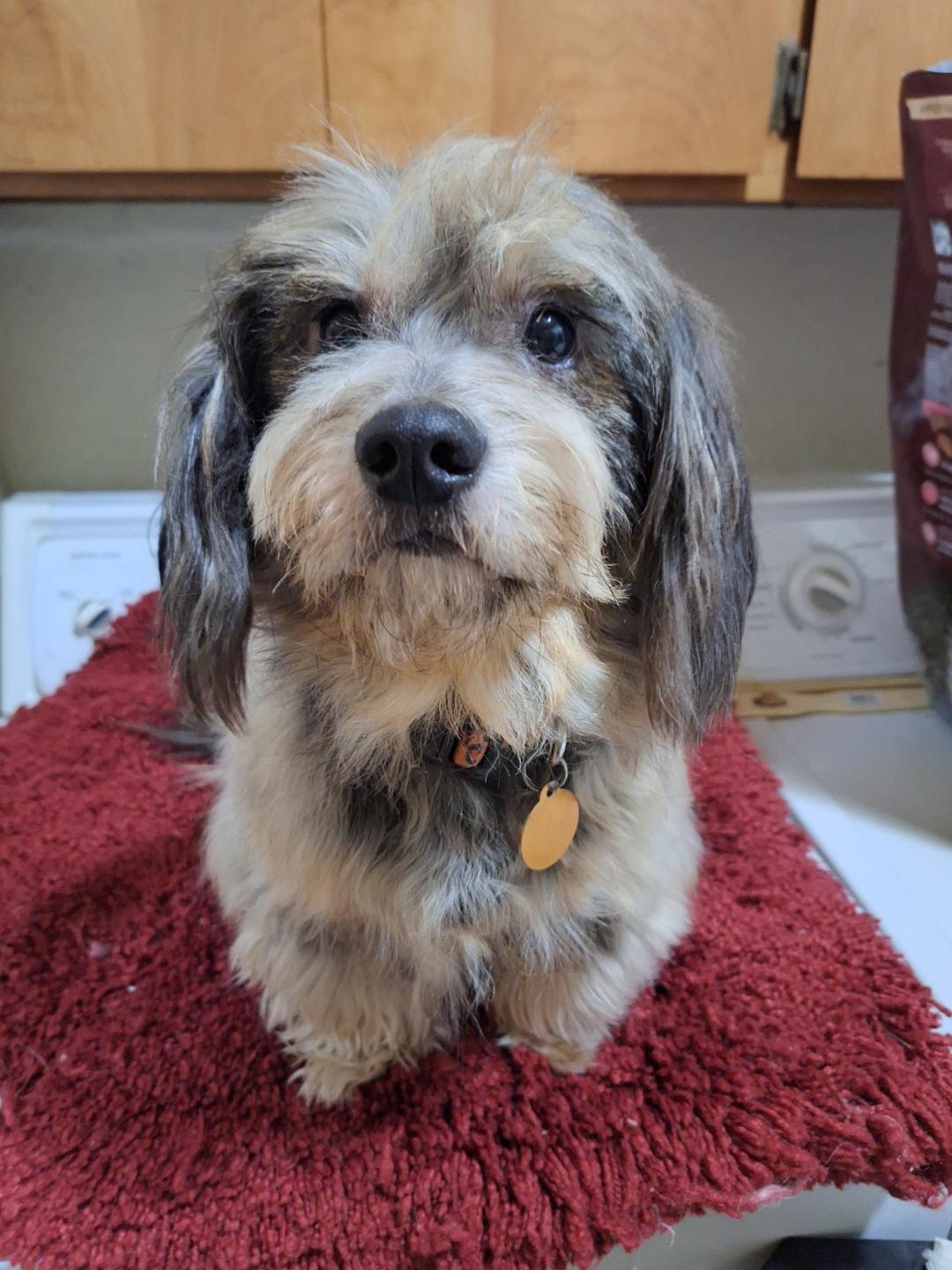 Pets for adoption from Salem Dogs | Petfinder