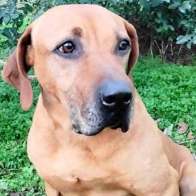 Dog for adoption - Bondo, a Redbone Coonhound Mix in Chelmsford, MA ...
