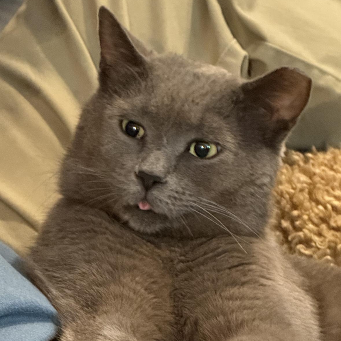 Cat for adoption - Mr.Elliot Gray (FIV+), a Domestic Short Hair in Davison, MI | Petfinder