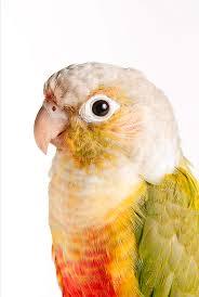 Parrot for adoption - Ms. Peaches Pineapple Greed Cheek Conure, a ...