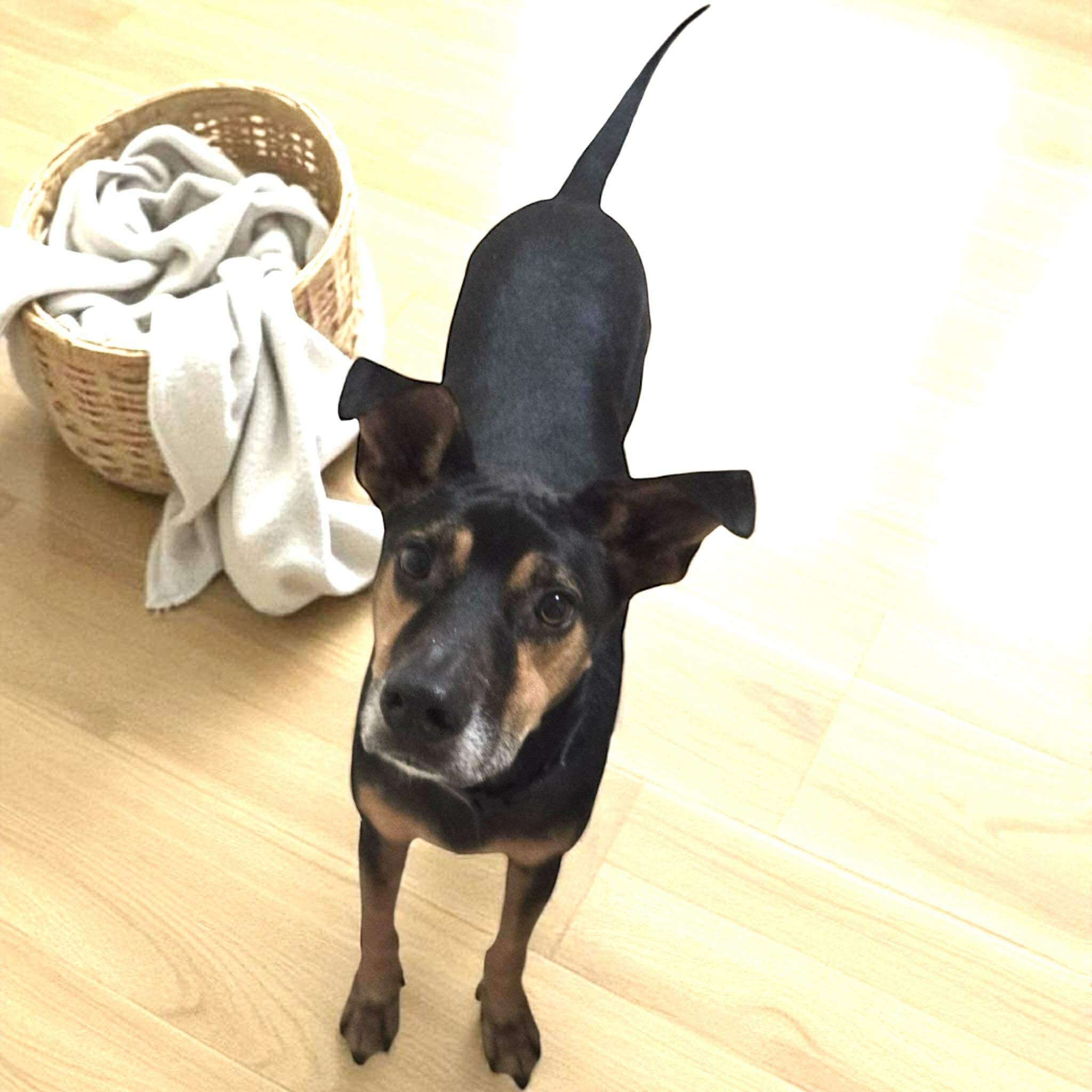 Dog for adoption - Devin, a Doberman Pinscher Mix in Fredericksburg, VA ...