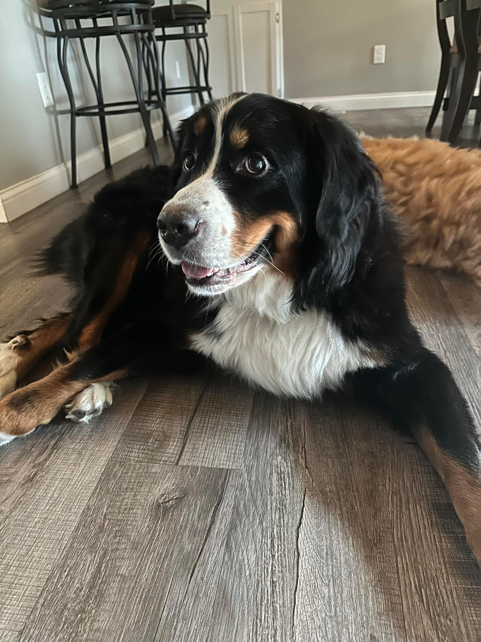Dog for adoption - George, a Bernese Mountain Dog in Lyndhurst, OH | Petfinder