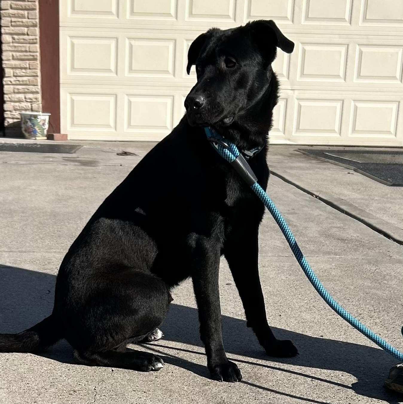 Dog for adoption - Anderson, a Black Labrador Retriever Mix in ...