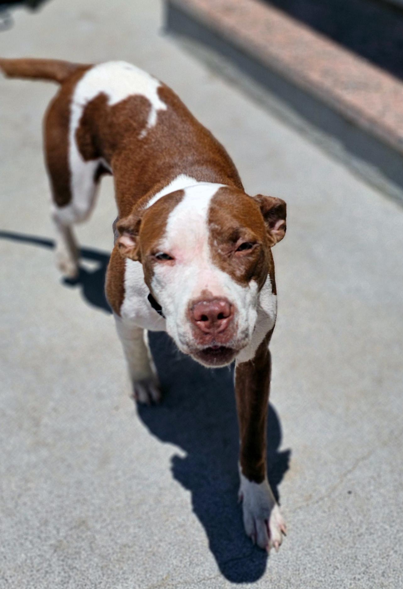 Dog for adoption - Dixie, a Pit Bull Terrier in Fort Lupton, CO | Petfinder